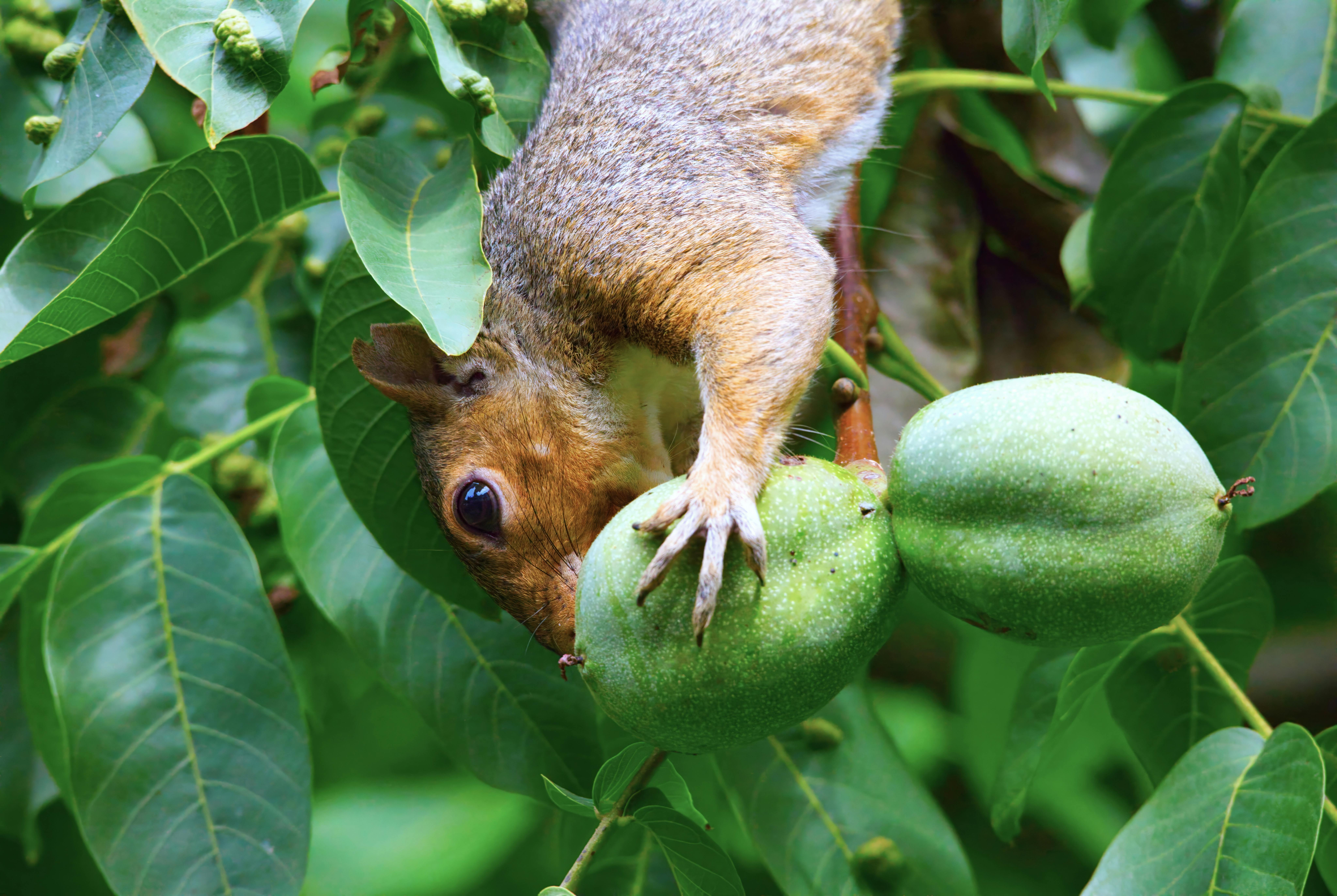 Foto de stock gratuita sobre adorable, al aire libre, alimentación ...