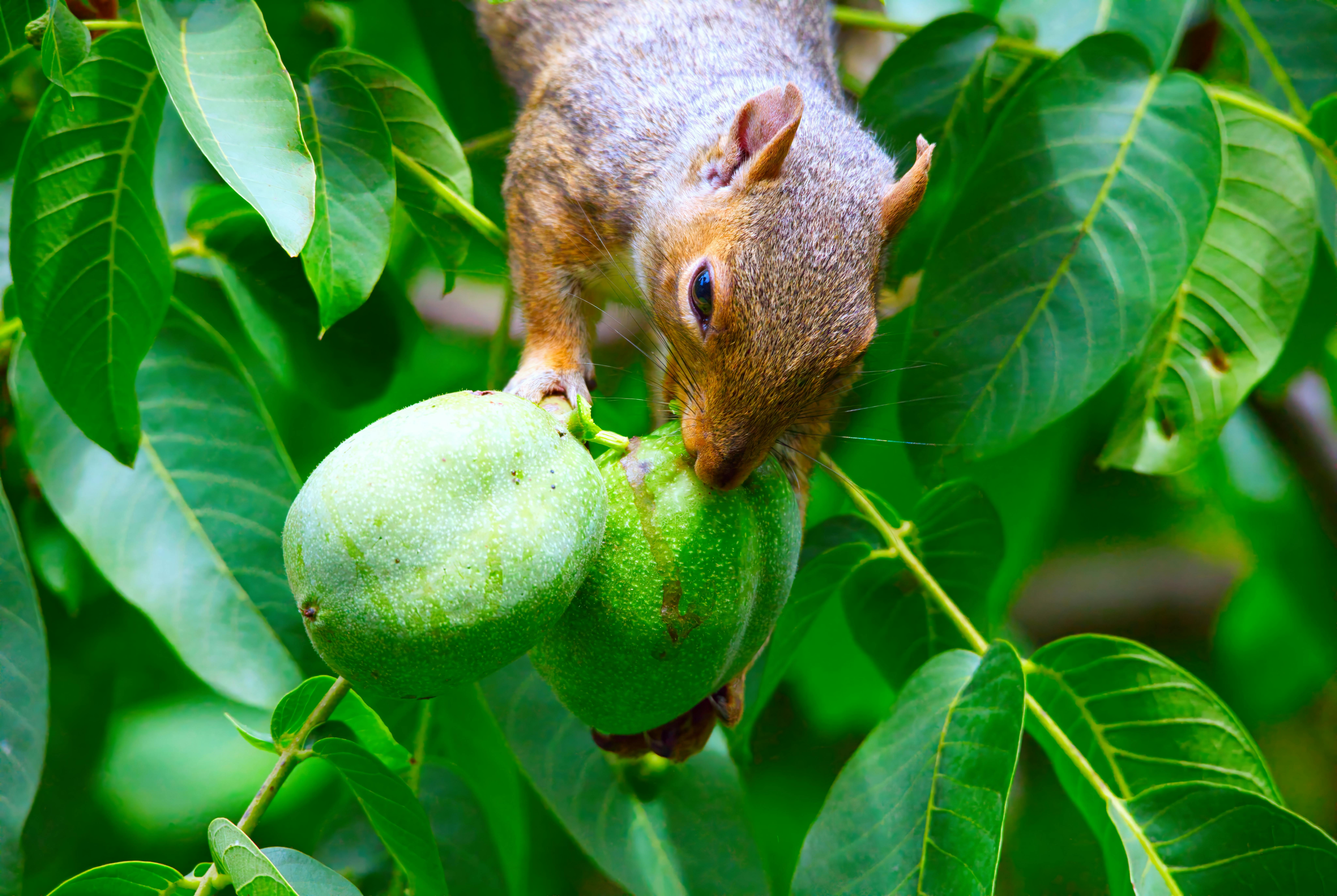 Squirrel Eating Fruits from Tree · Free Stock Photo