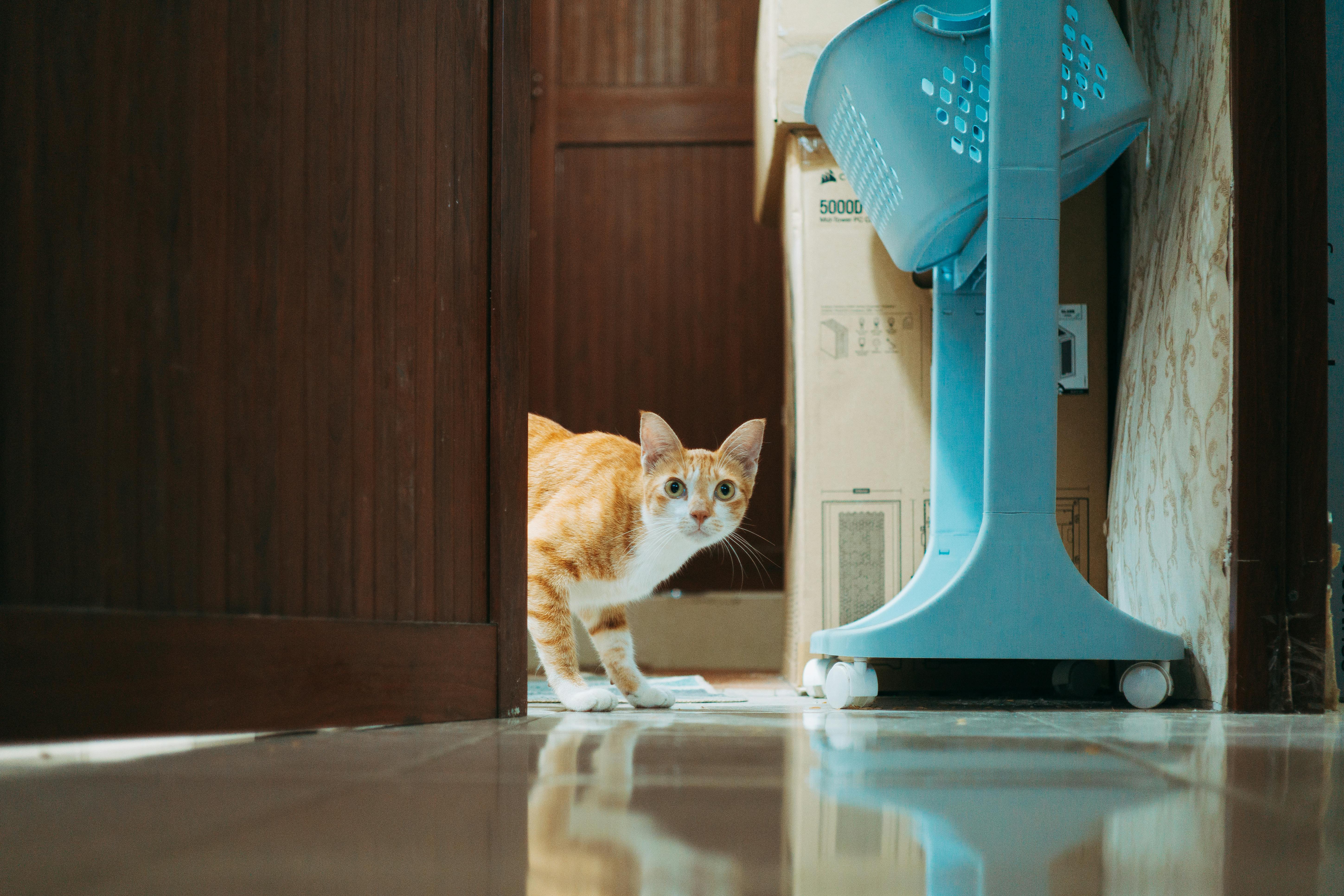 Scared Ginger Cat in Door · Free Stock Photo