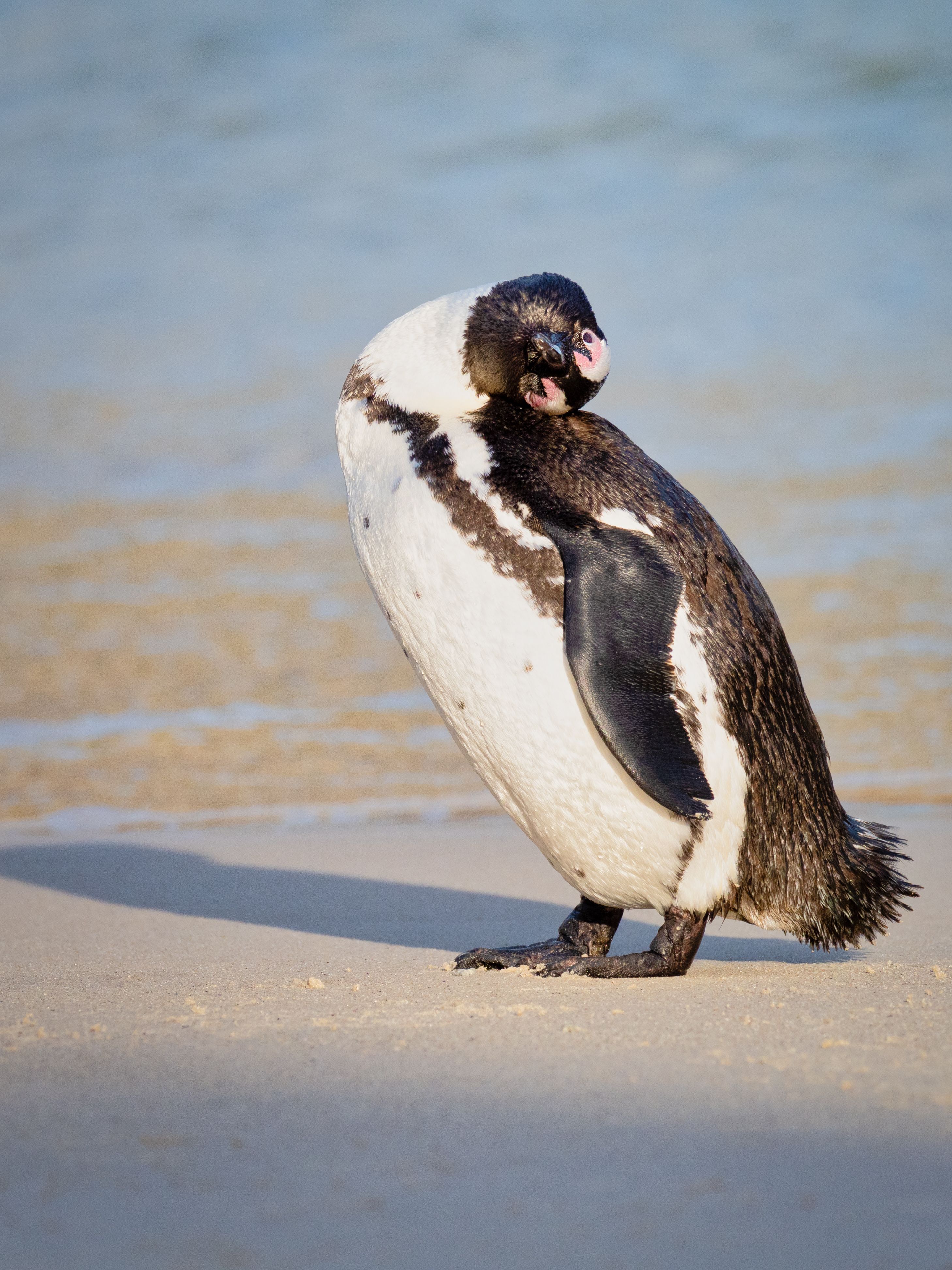 Free stock photo of african penguin, animal, antarctica