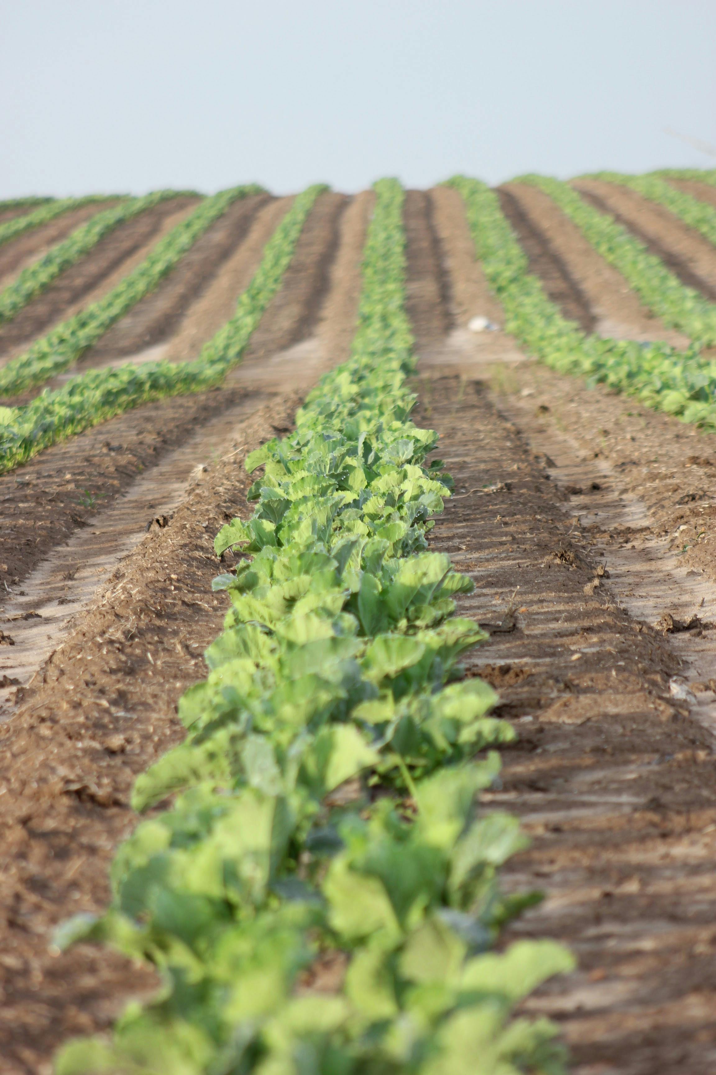 Plants on a Plantation · Free Stock Photo