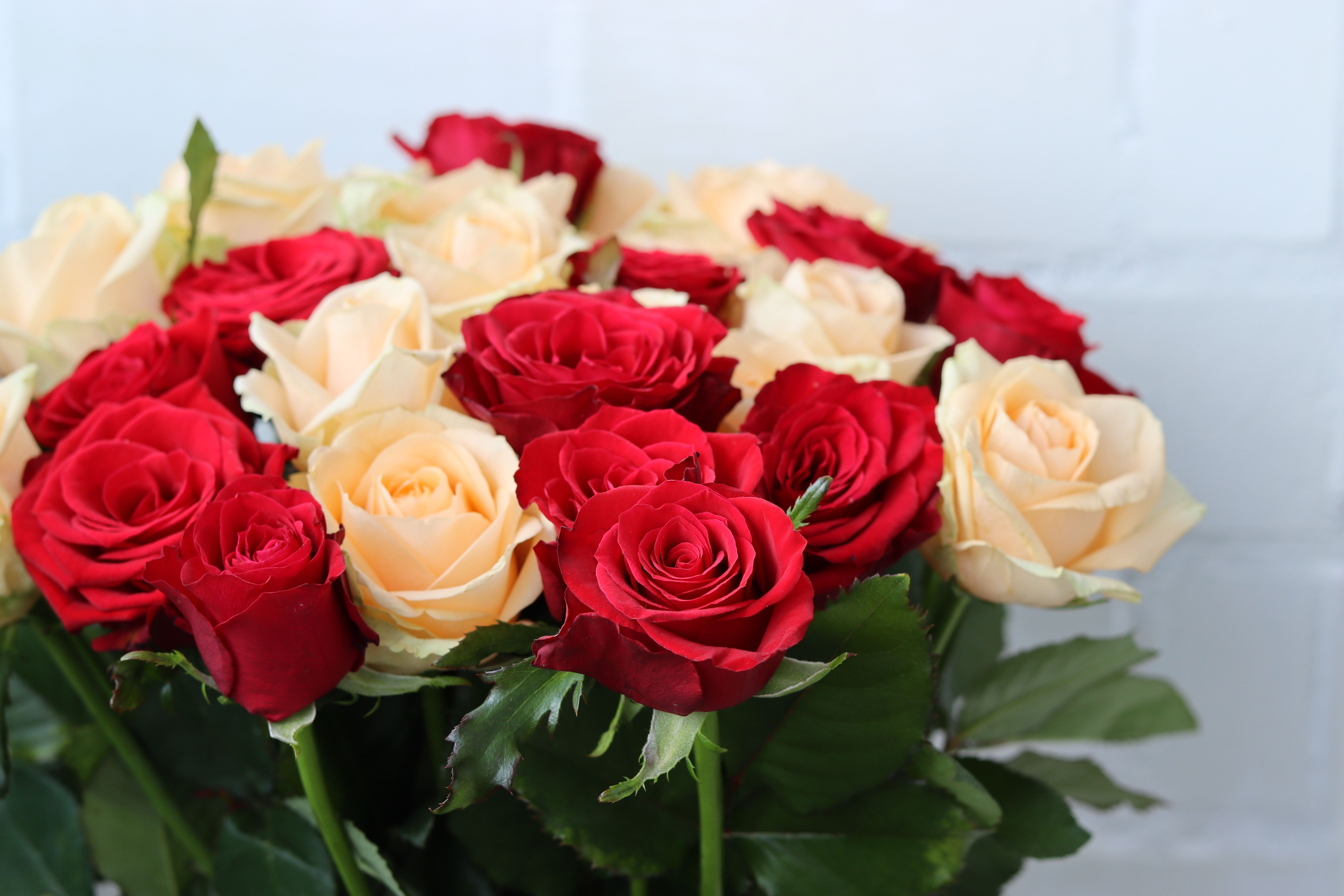 Bouquet of White and Red Roses · Free Stock Photo