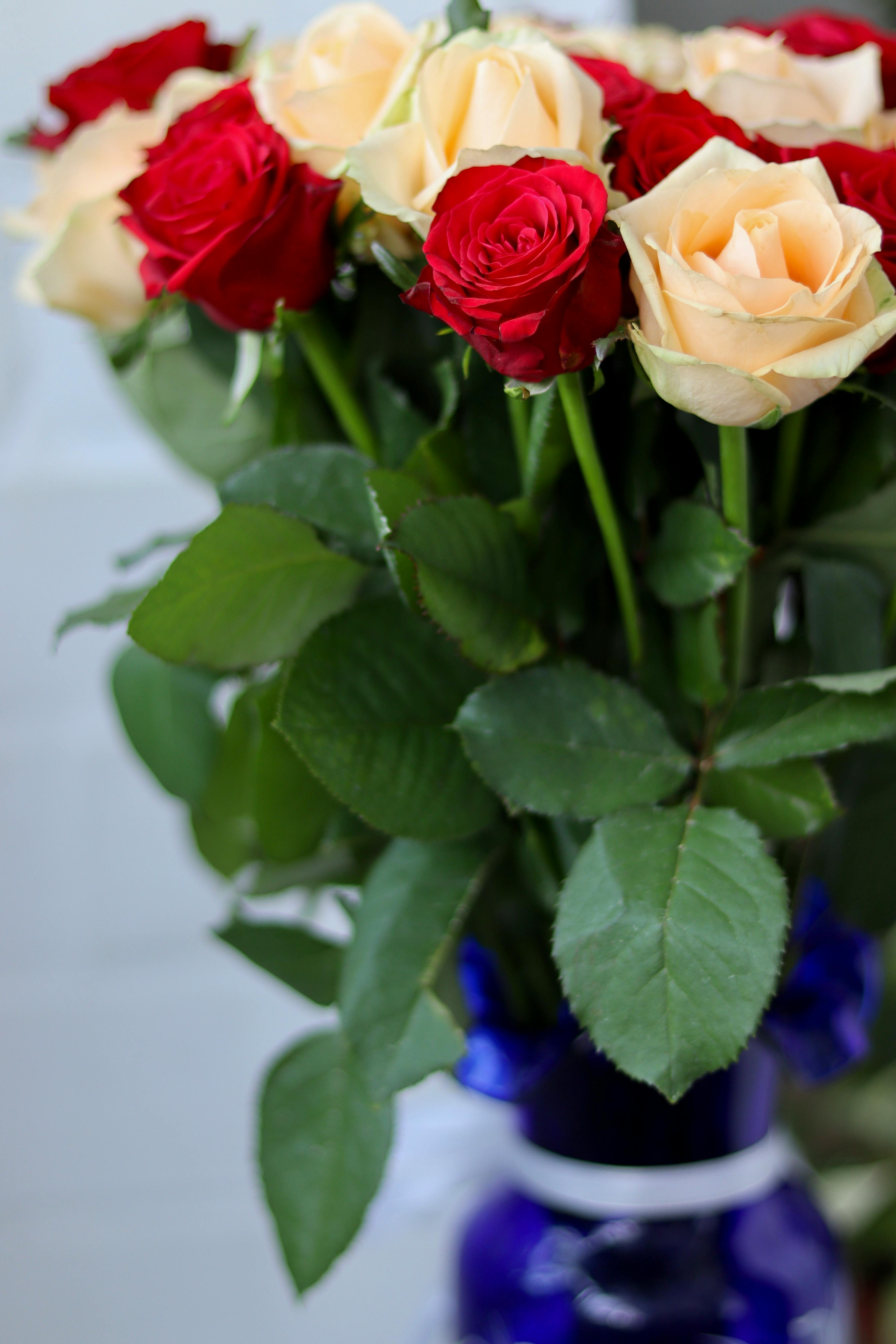 Red And White Roses Photos, Download The BEST Free Red And White Roses ...