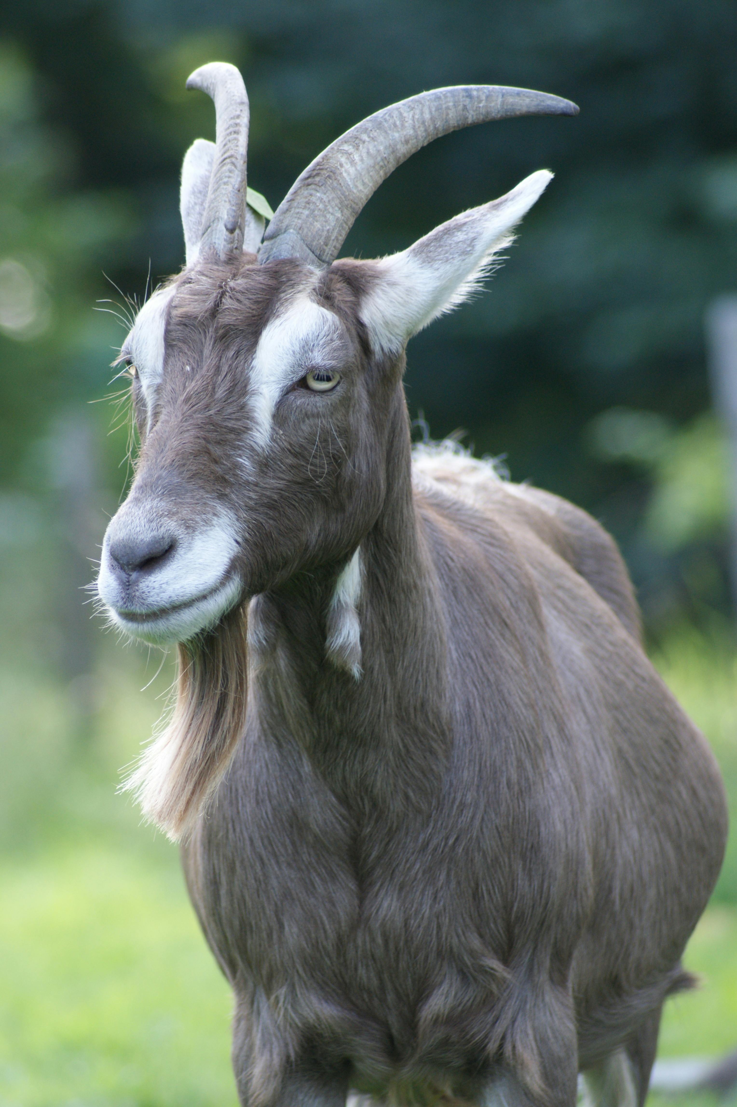 Gray Scale Photo of Goat · Free Stock Photo