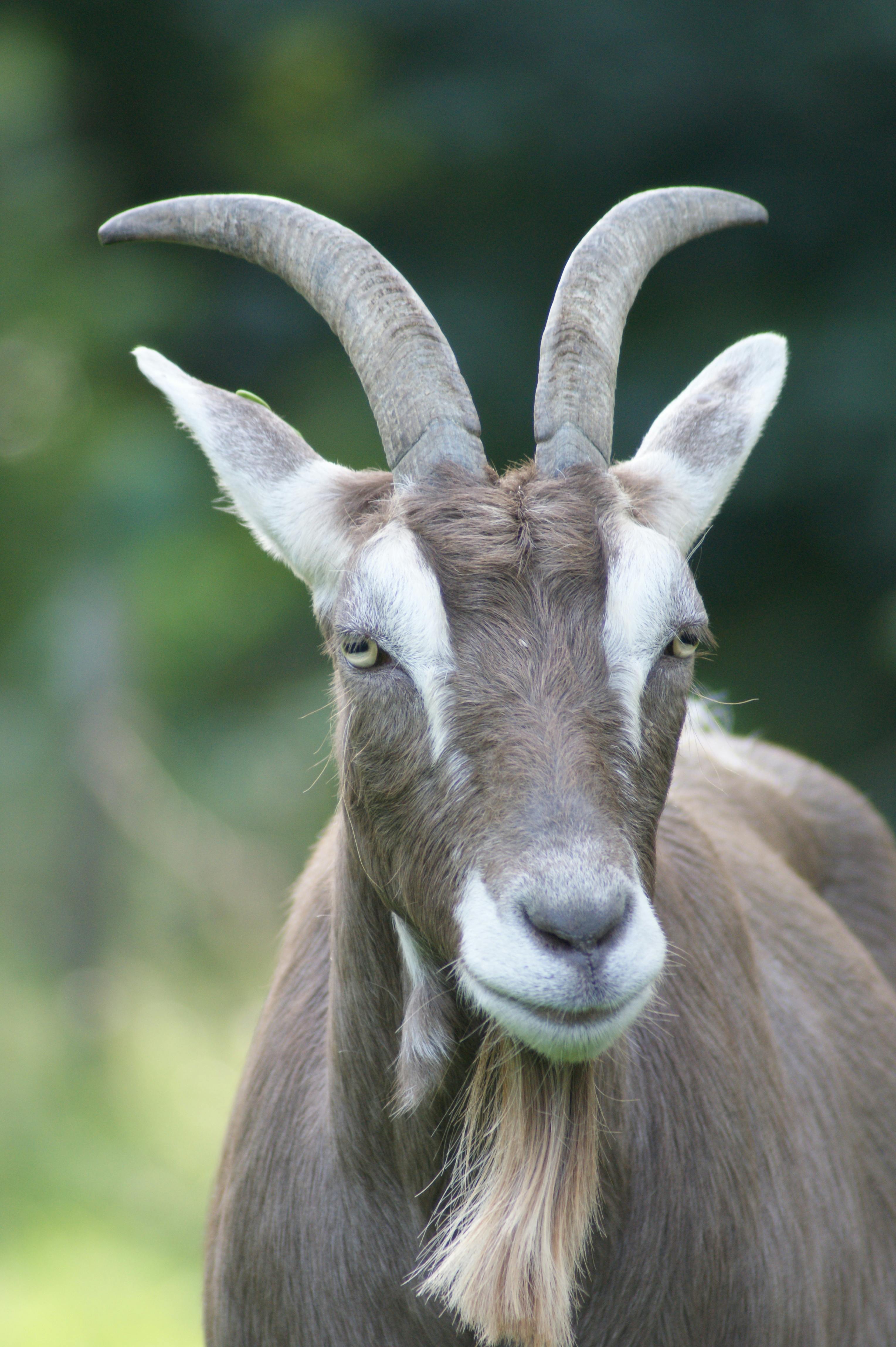 Photo of a Goats Head · Free Stock Photo