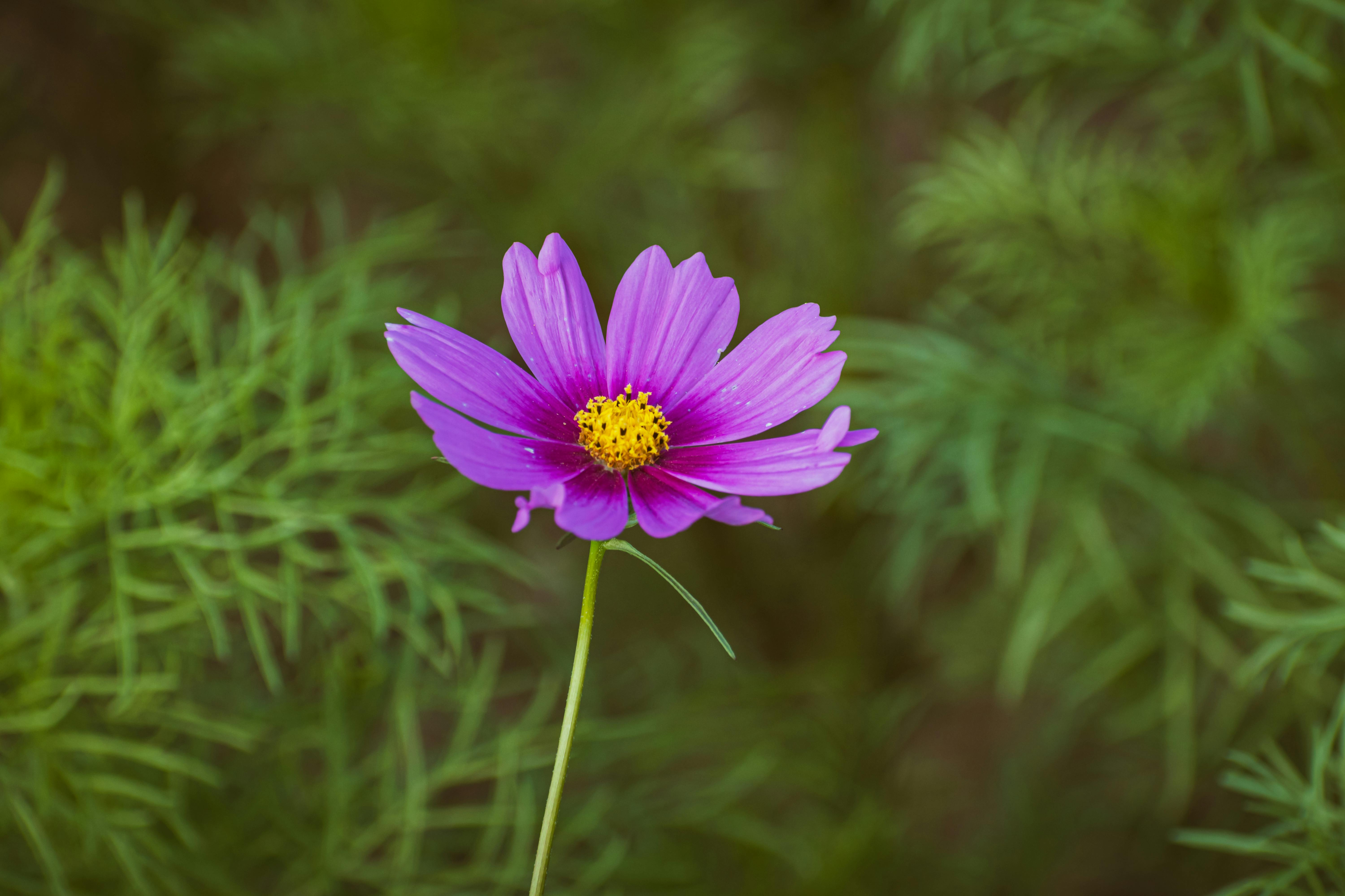 Close-up of a Purple Cosmos Flower · Free Stock Photo