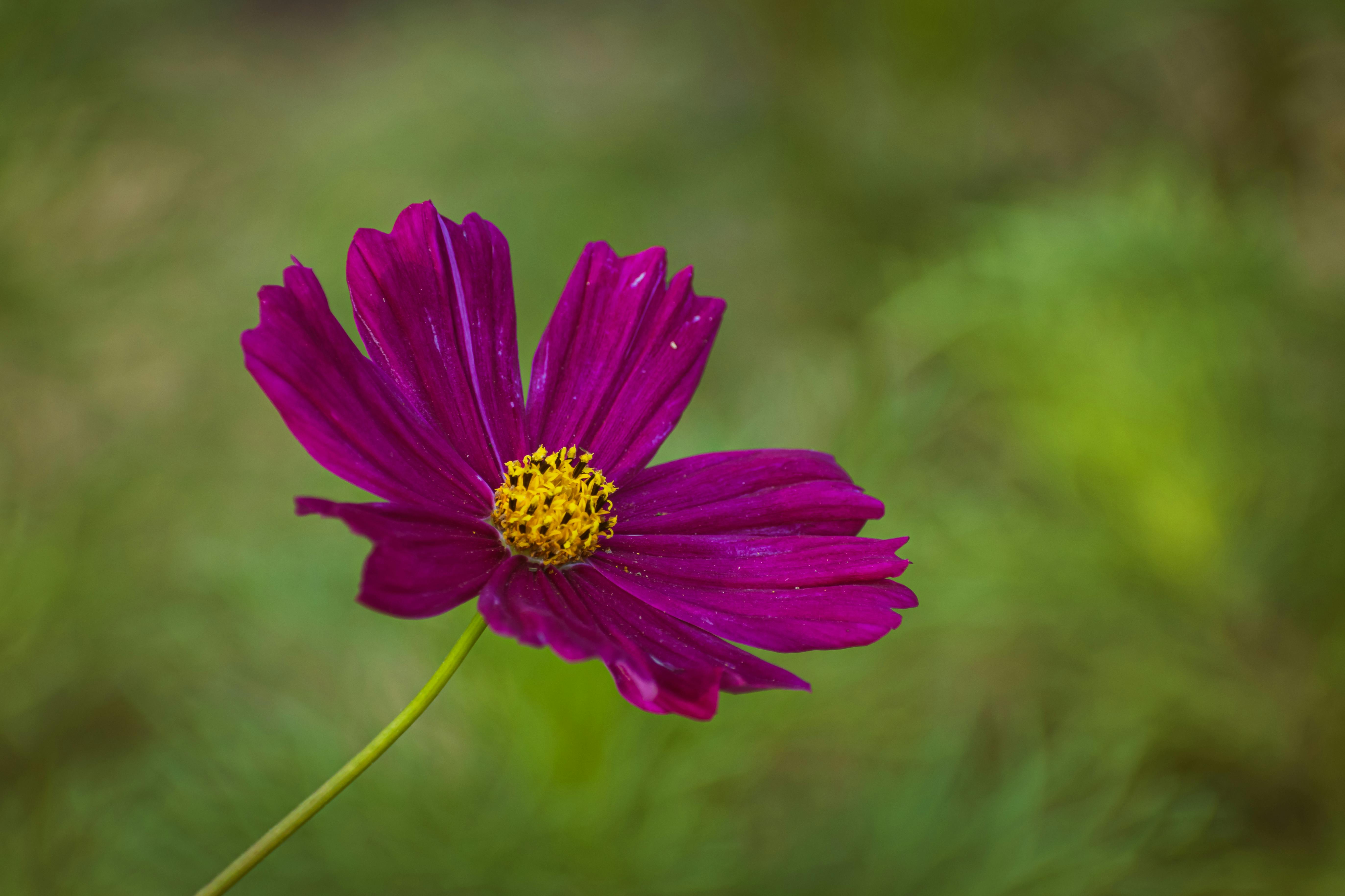 Close-up of a Purple Cosmos Flower · Free Stock Photo