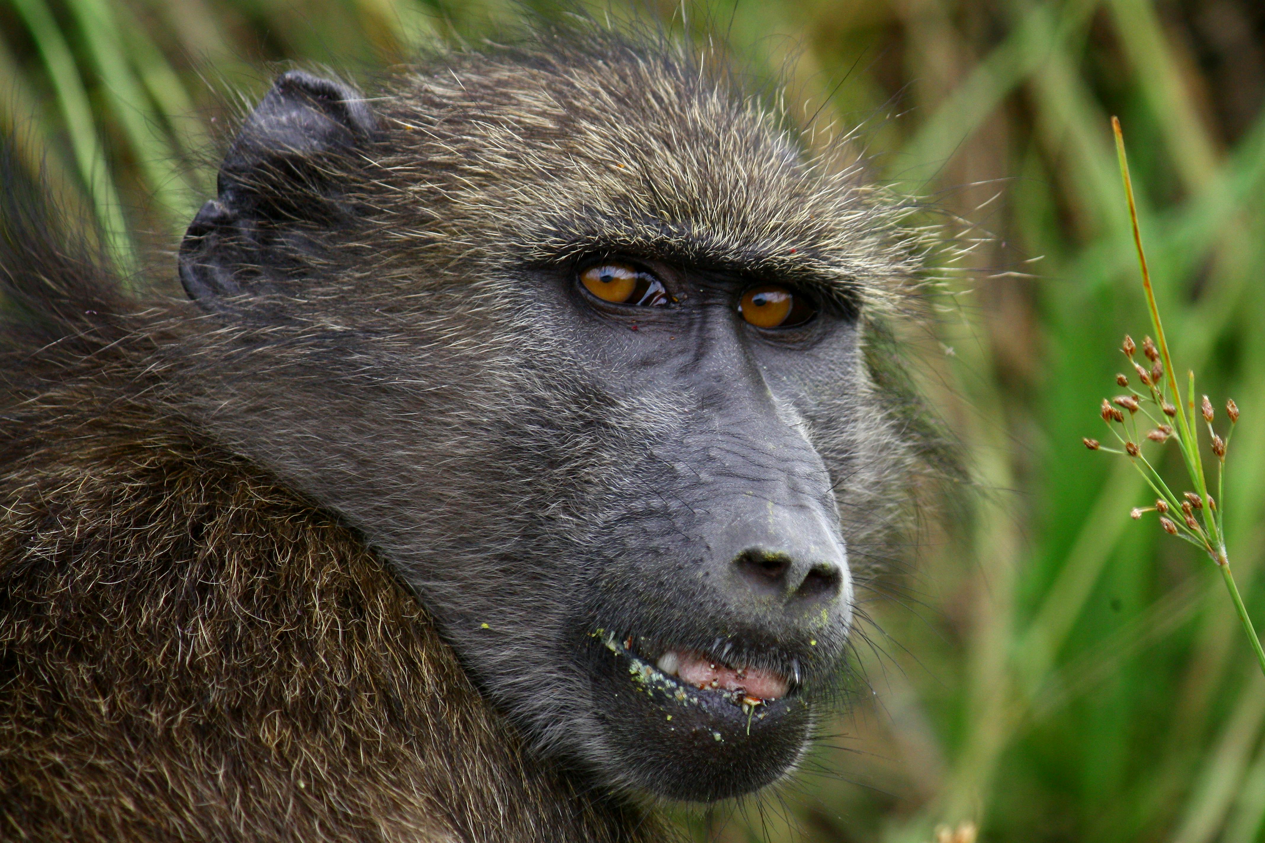 Monkey Chess Photos, Download The BEST Free Monkey Chess Stock Photos ...