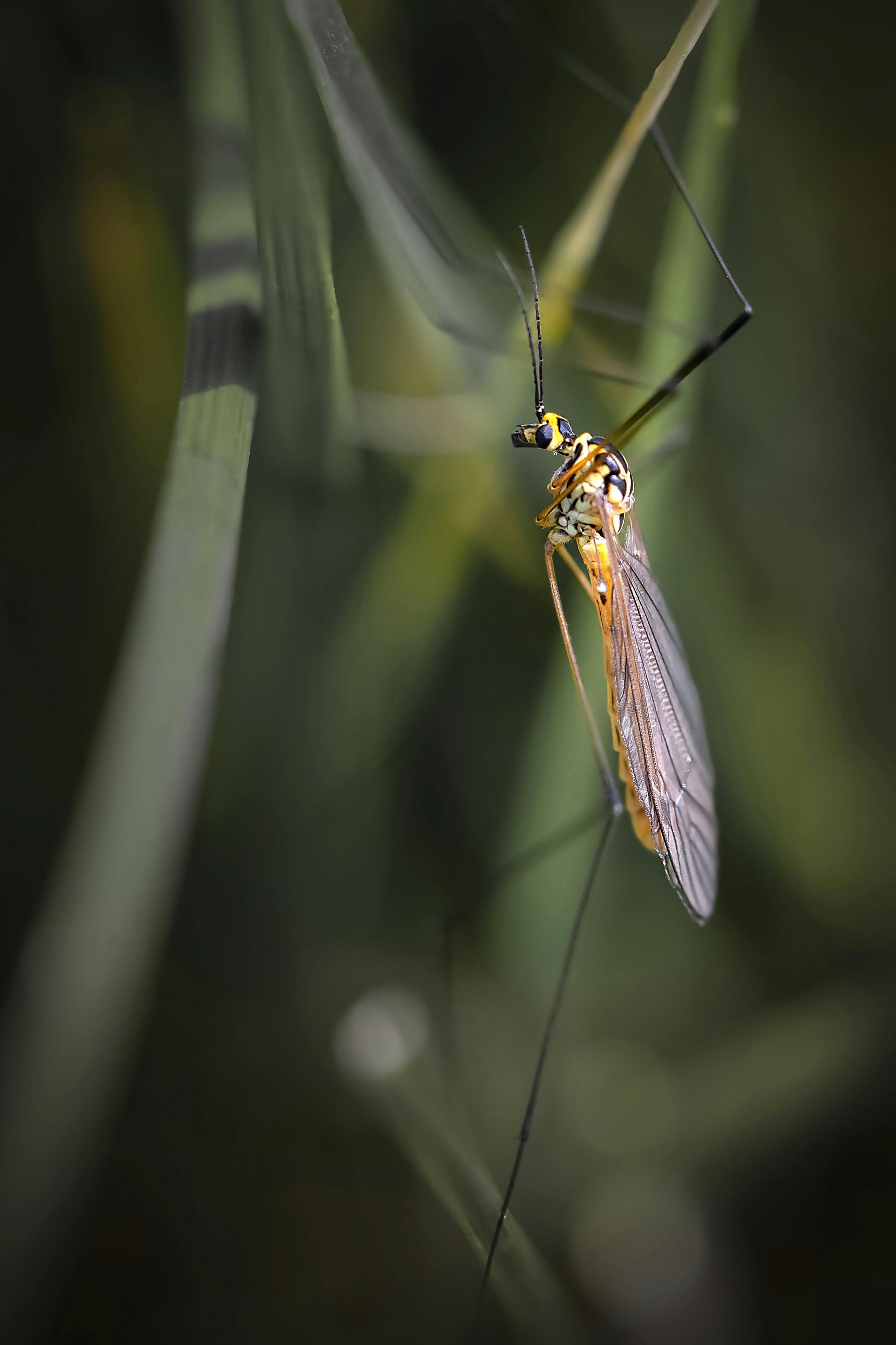 Spotted Crane Fly · Free Stock Photo