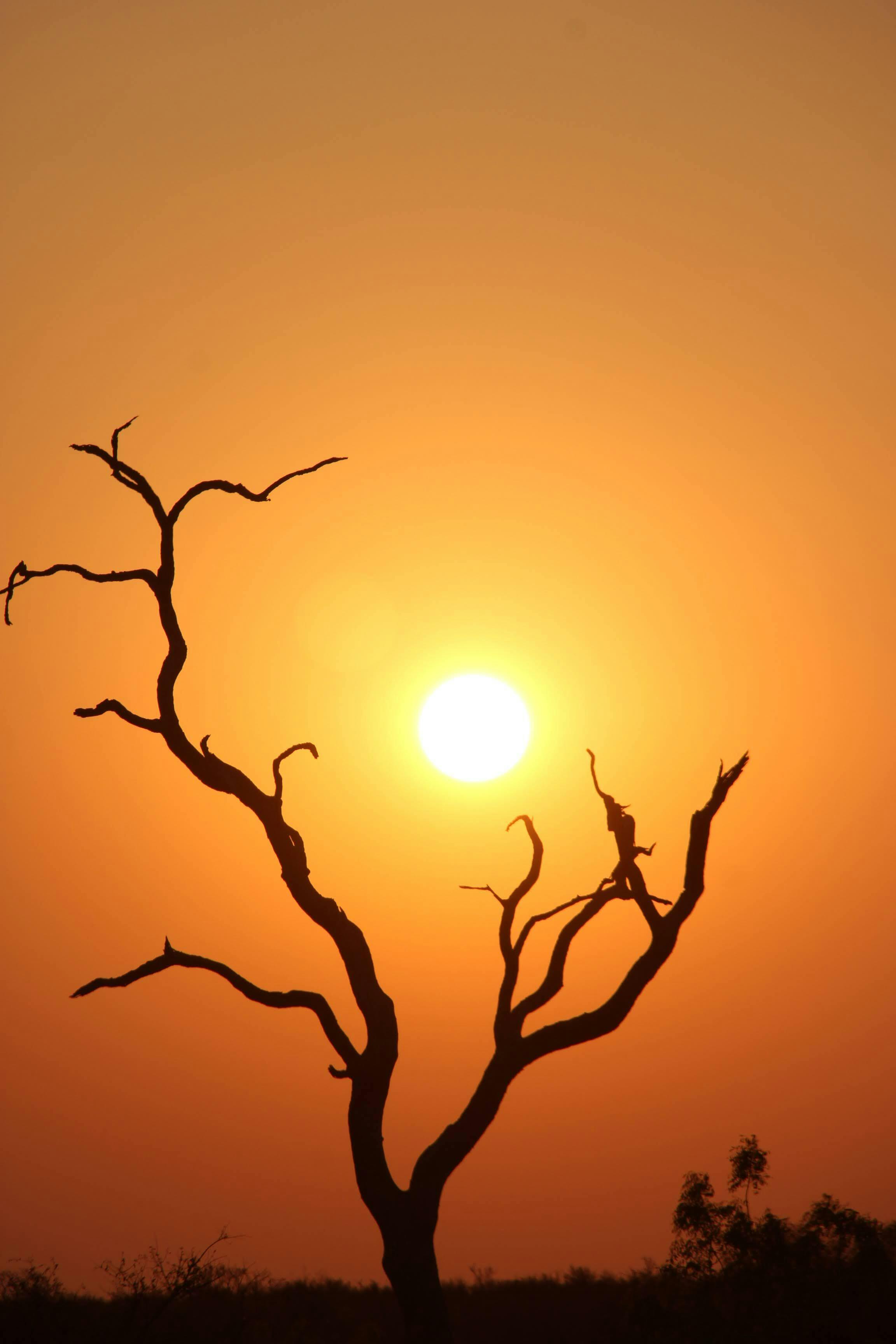 Empty Tree on a Desert During Sunset · Free Stock Photo