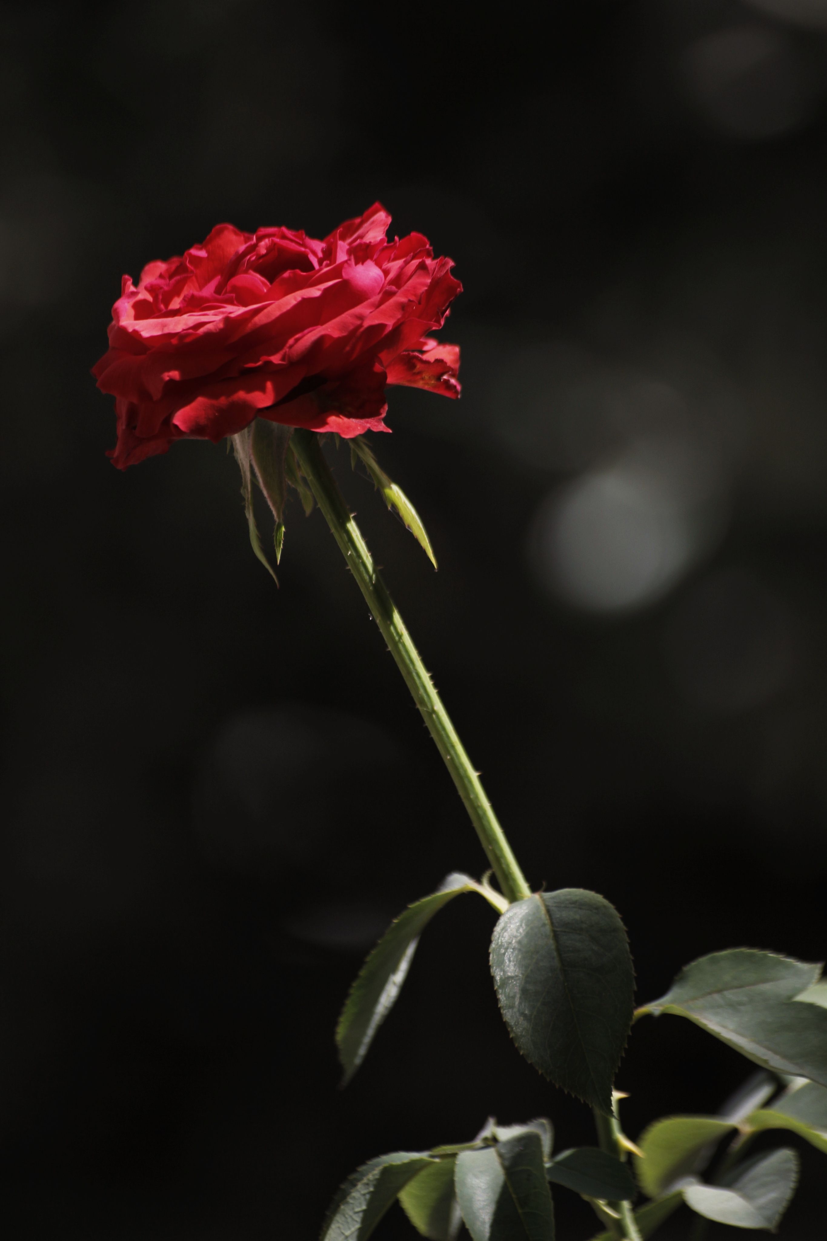 Close-up of a Red Rose Growing Outside · Free Stock Photo