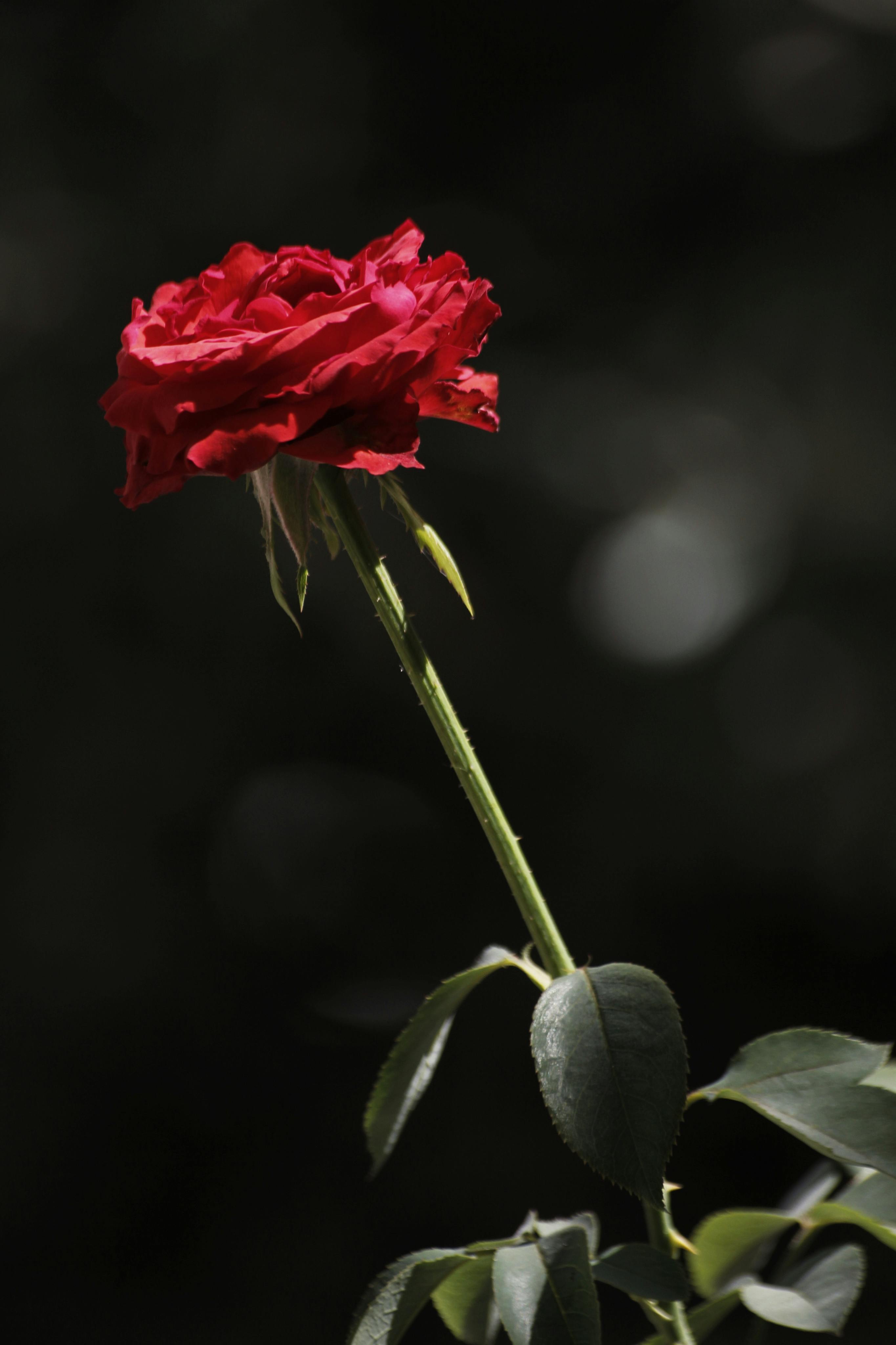 Selective Focus Close-up Photo of Red Rose · Free Stock Photo