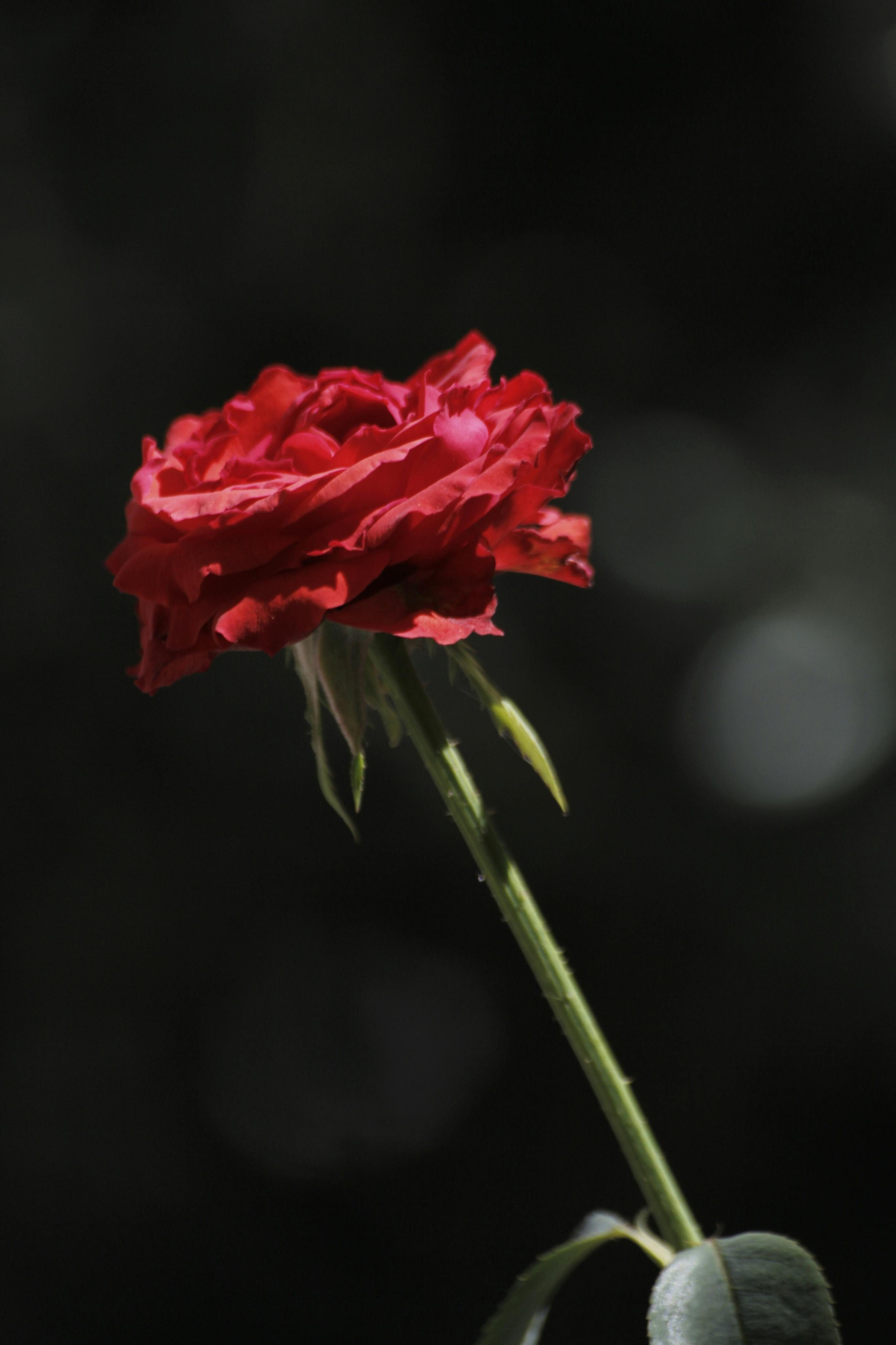 Selective Focus Close-up Photo of Red Rose · Free Stock Photo