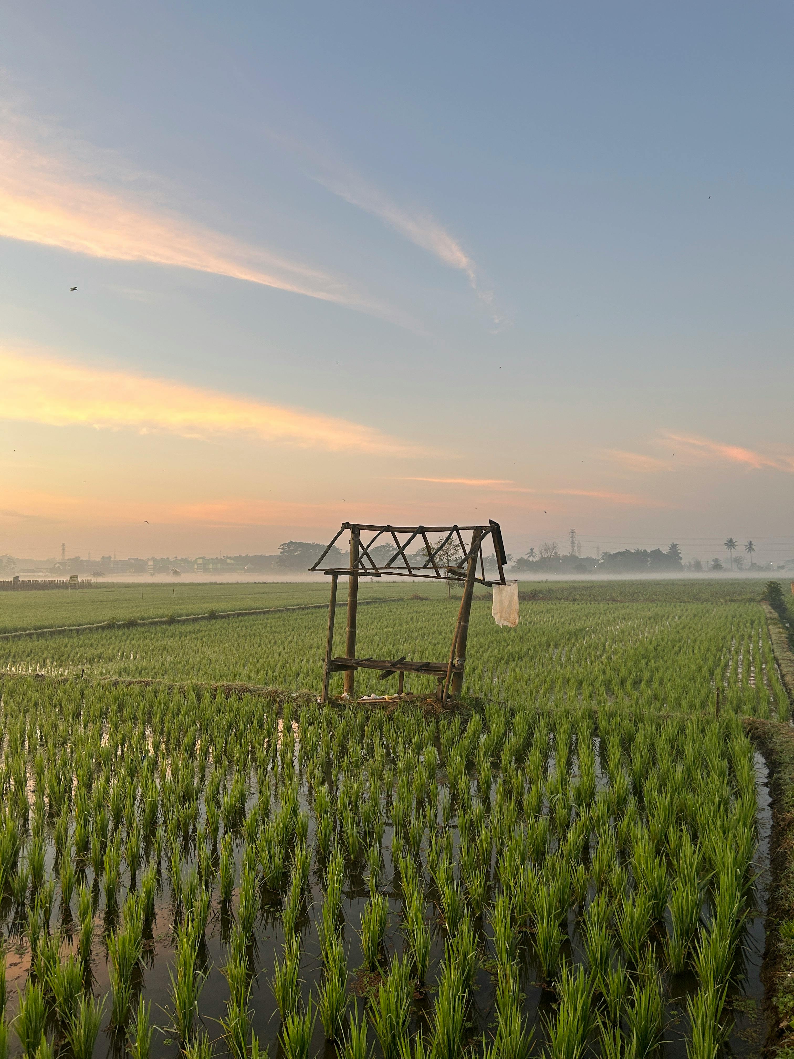 Rice Field · Free Stock Photo