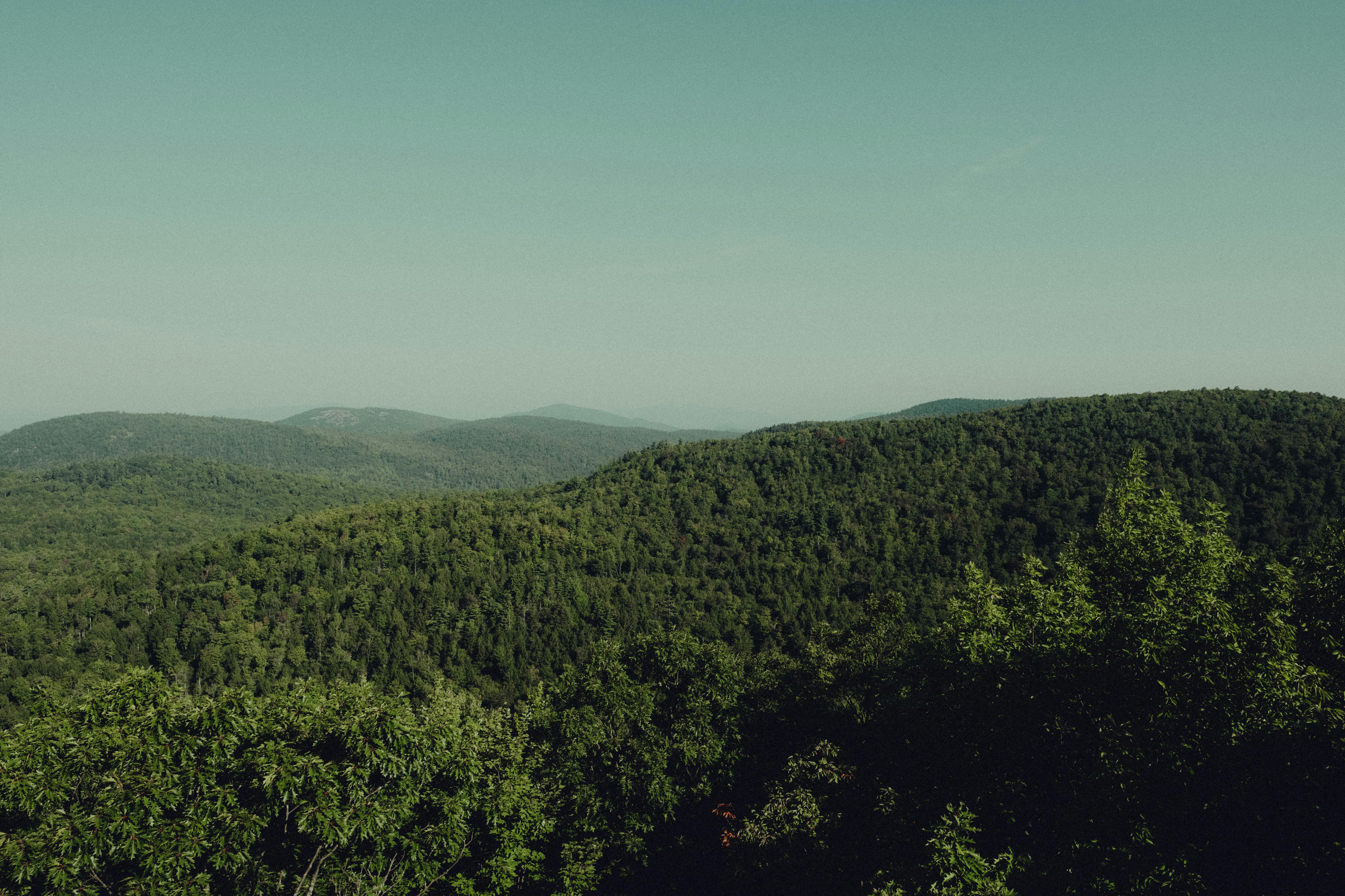 Forest in a Valley · Free Stock Photo