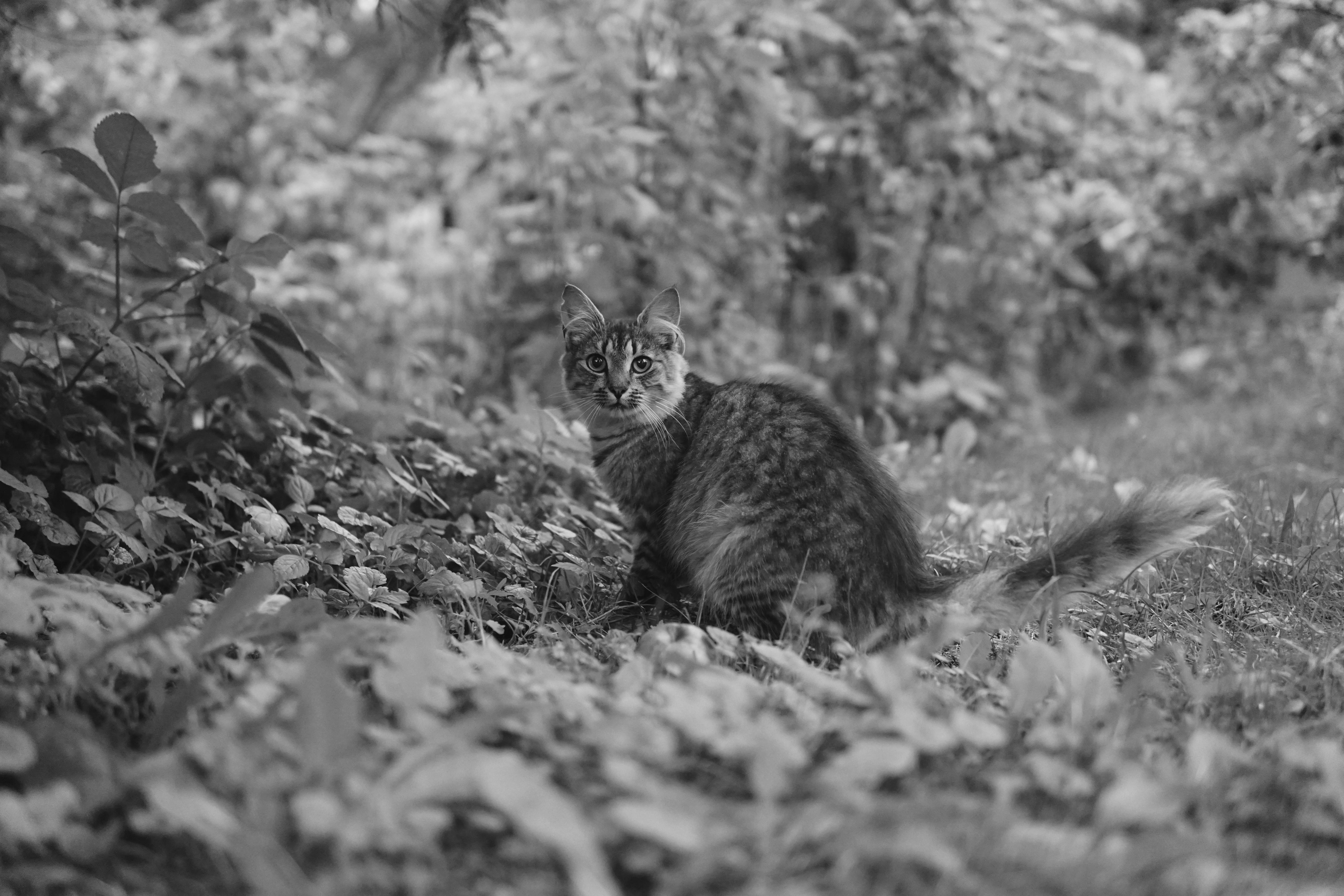 Busok Cat Photos, Download The BEST Free Busok Cat Stock Photos & HD Images