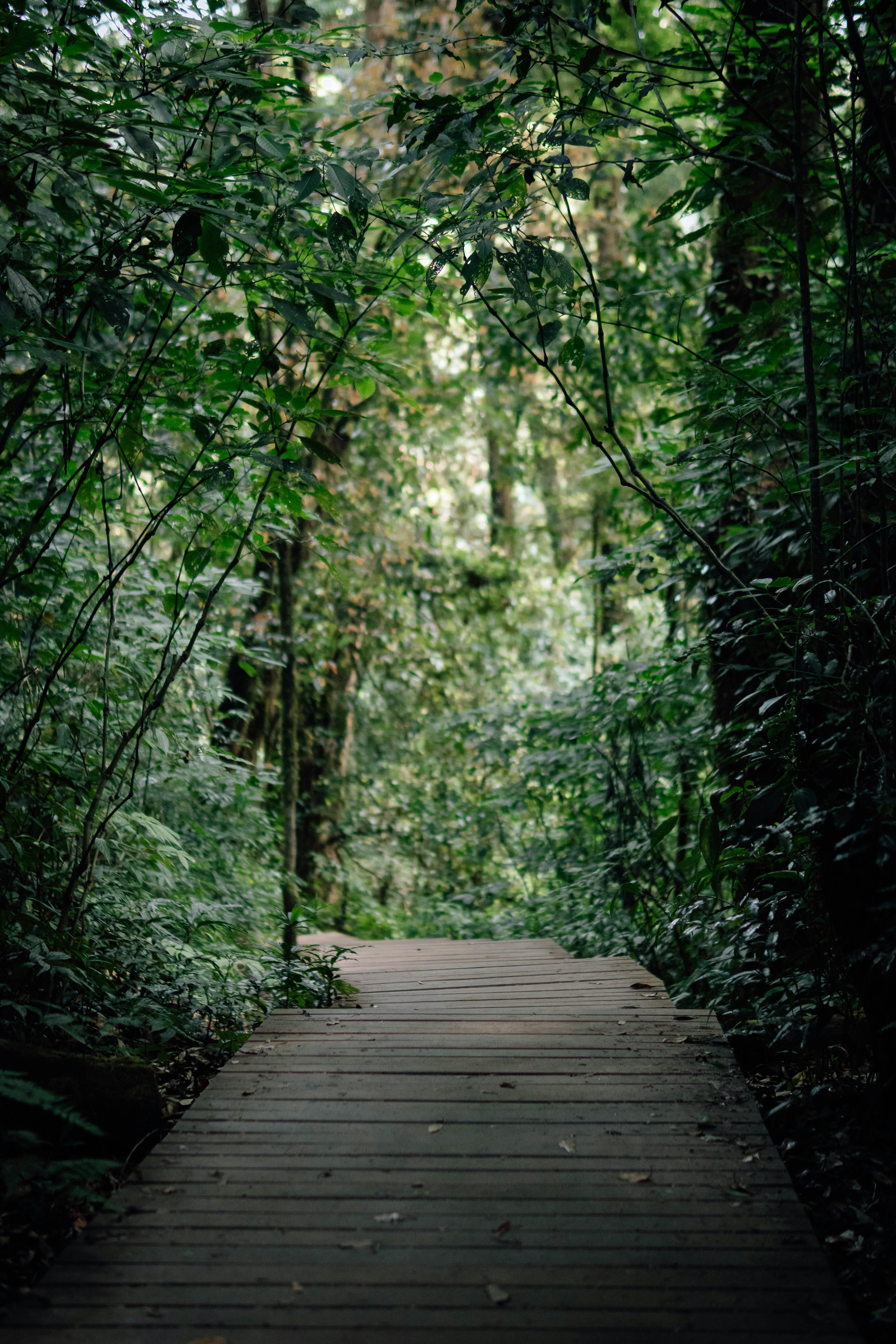 Wooden Walkway in Forest · Free Stock Photo