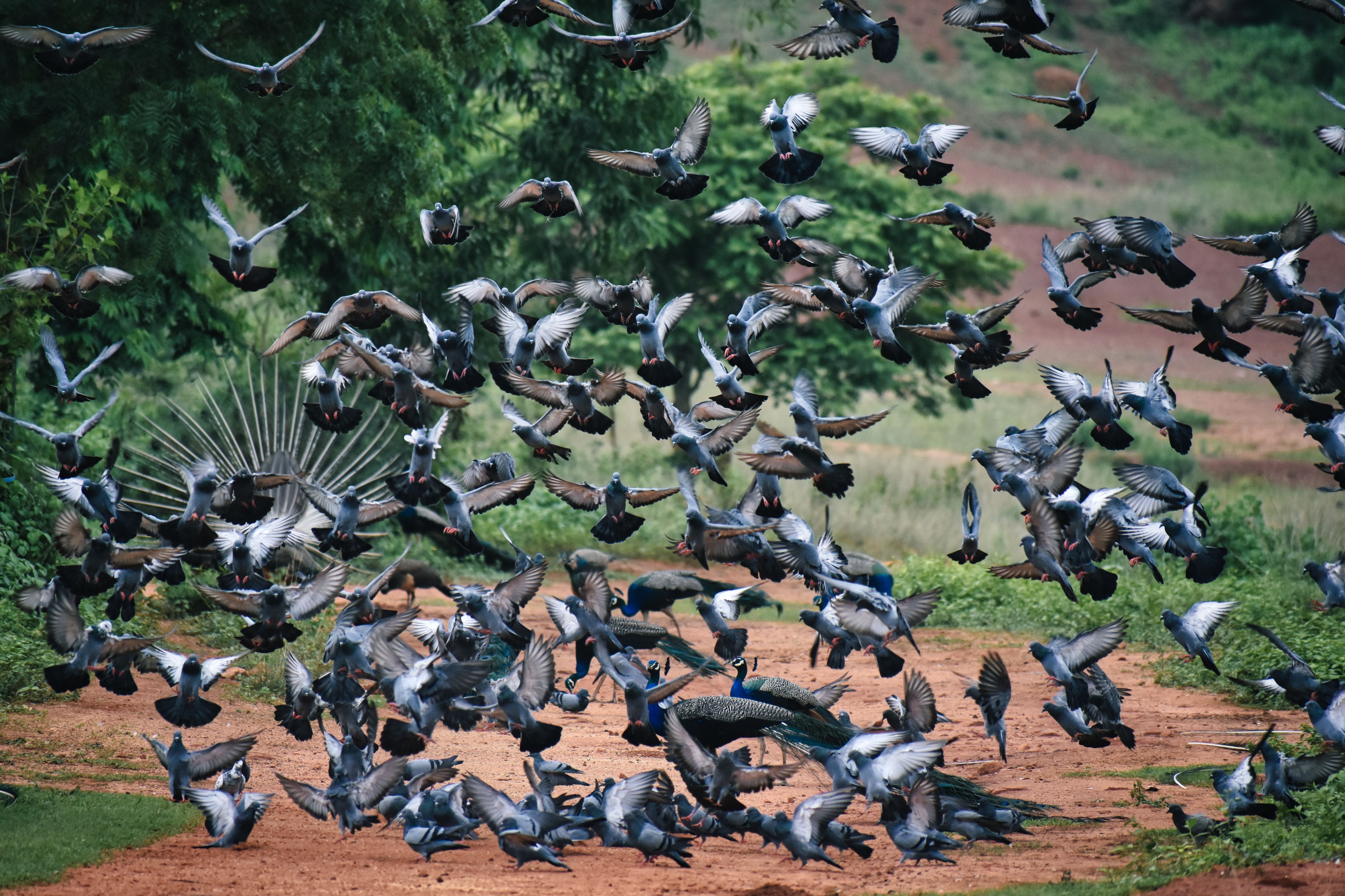 Flock of Pigeons Landing on a Park Path · Free Stock Photo