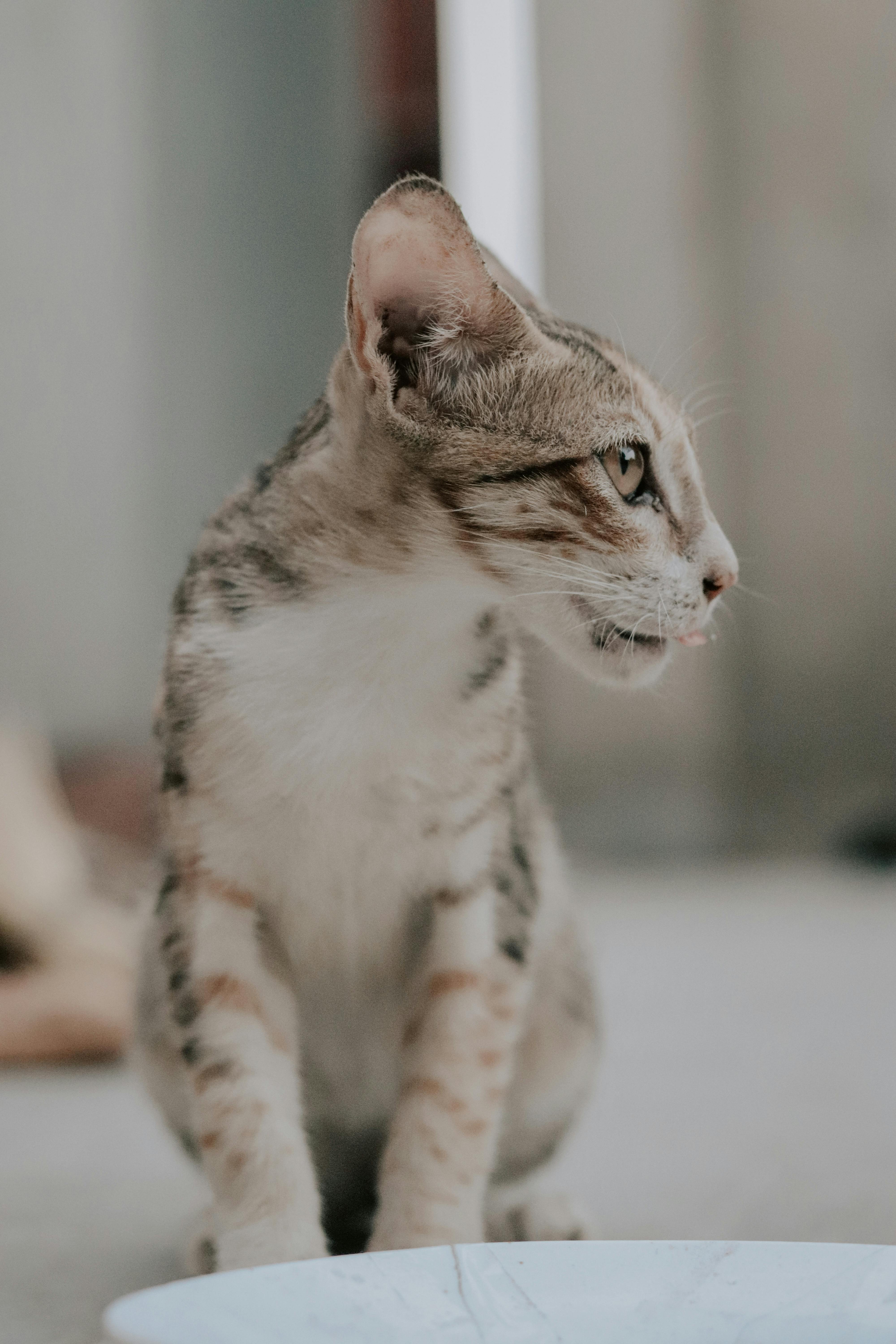 Small Ltree Photos, Download The BEST Free Small Ltree Stock Photos ...