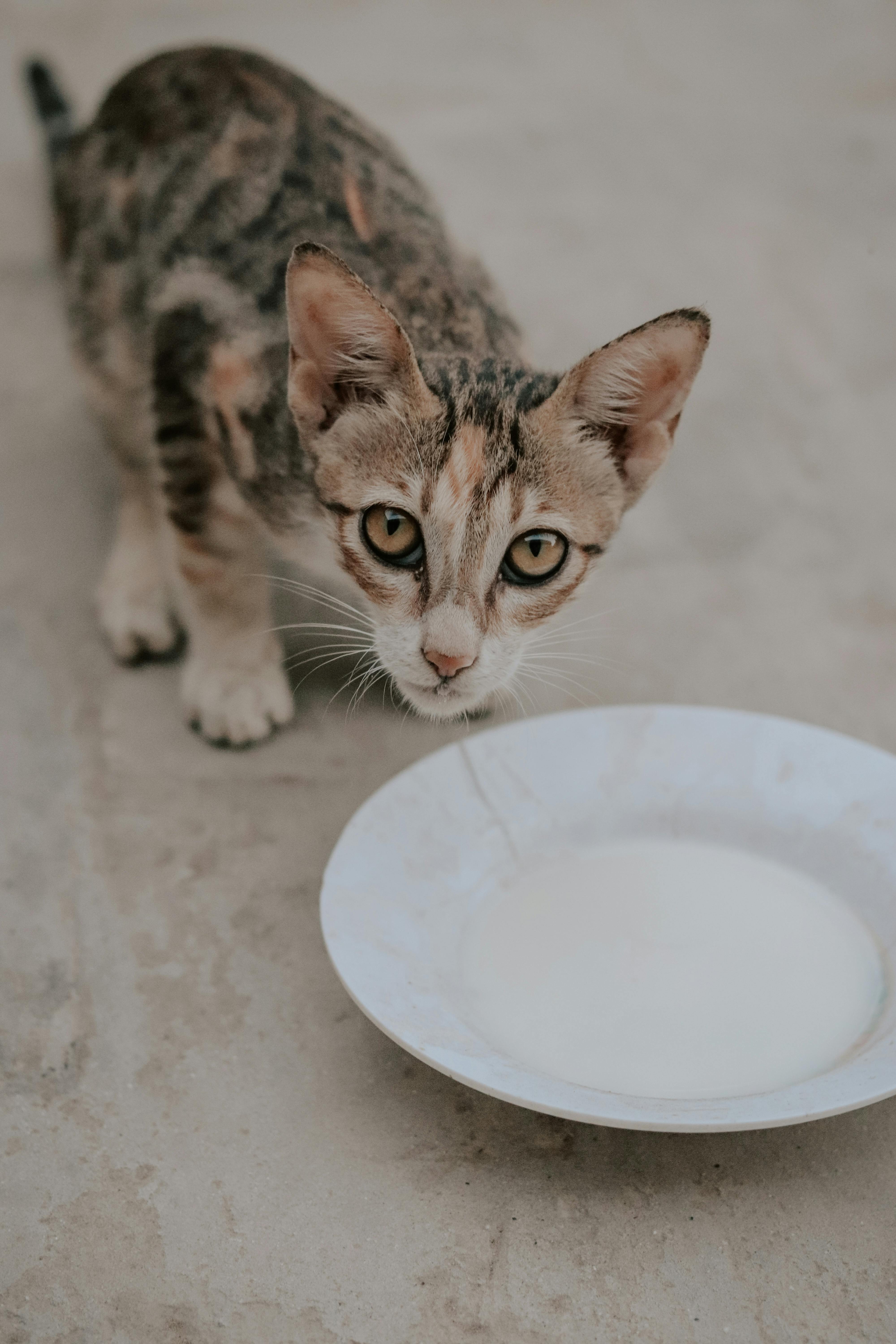Cat with Milk · Free Stock Photo