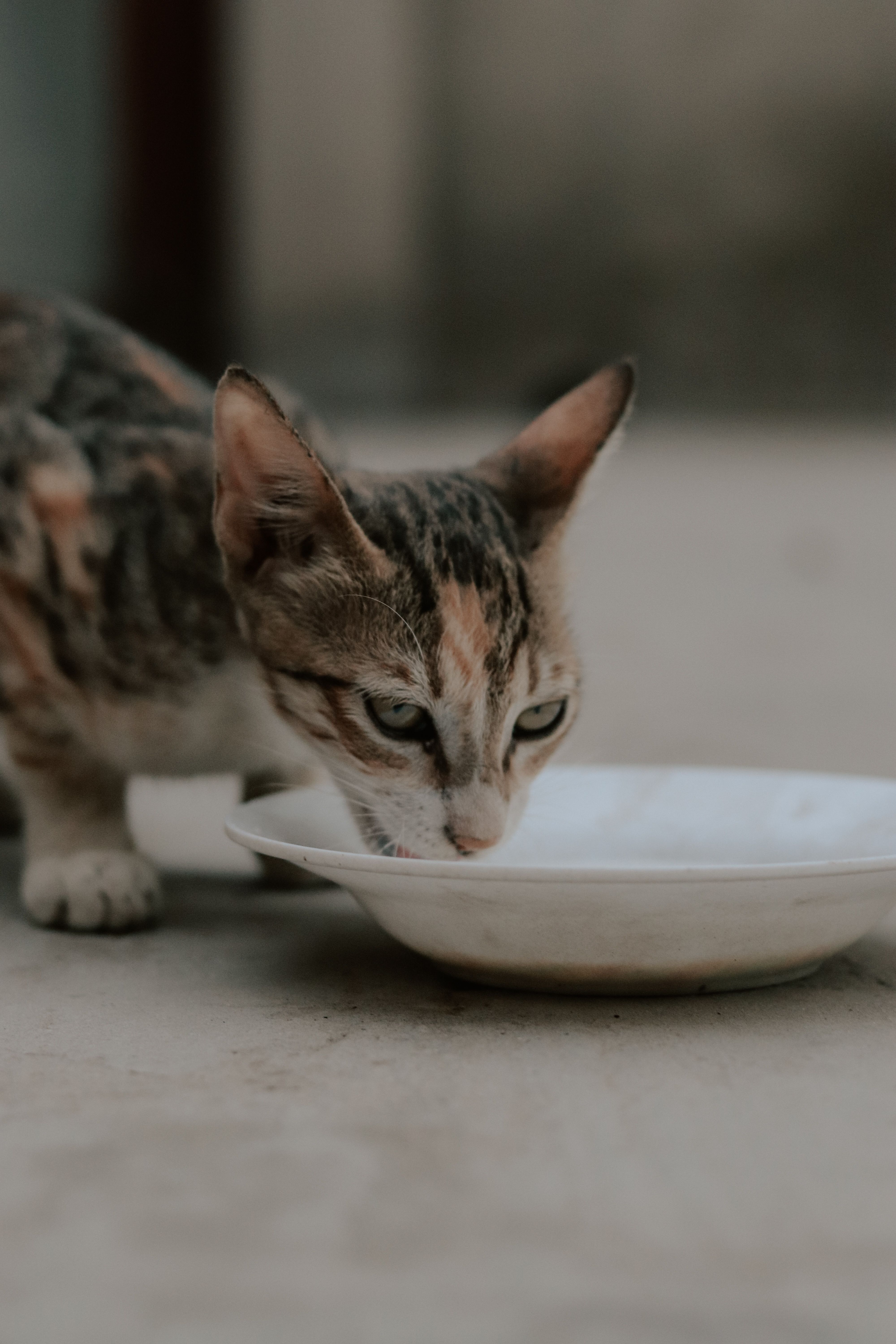 Deep Pet Photos, Download The BEST Free Deep Pet Stock Photos & HD Images