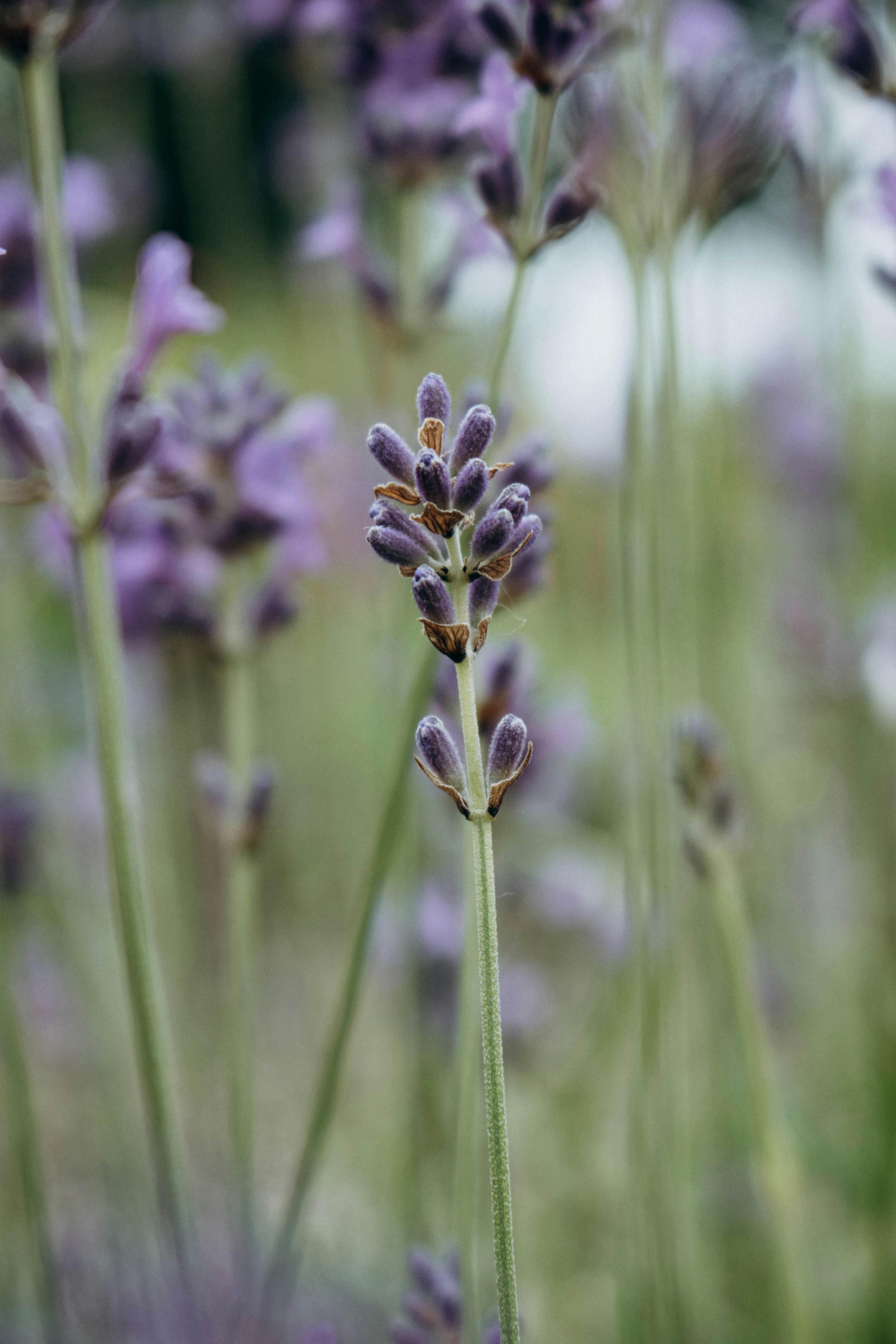 Budding Lavender in Summer · Free Stock Photo