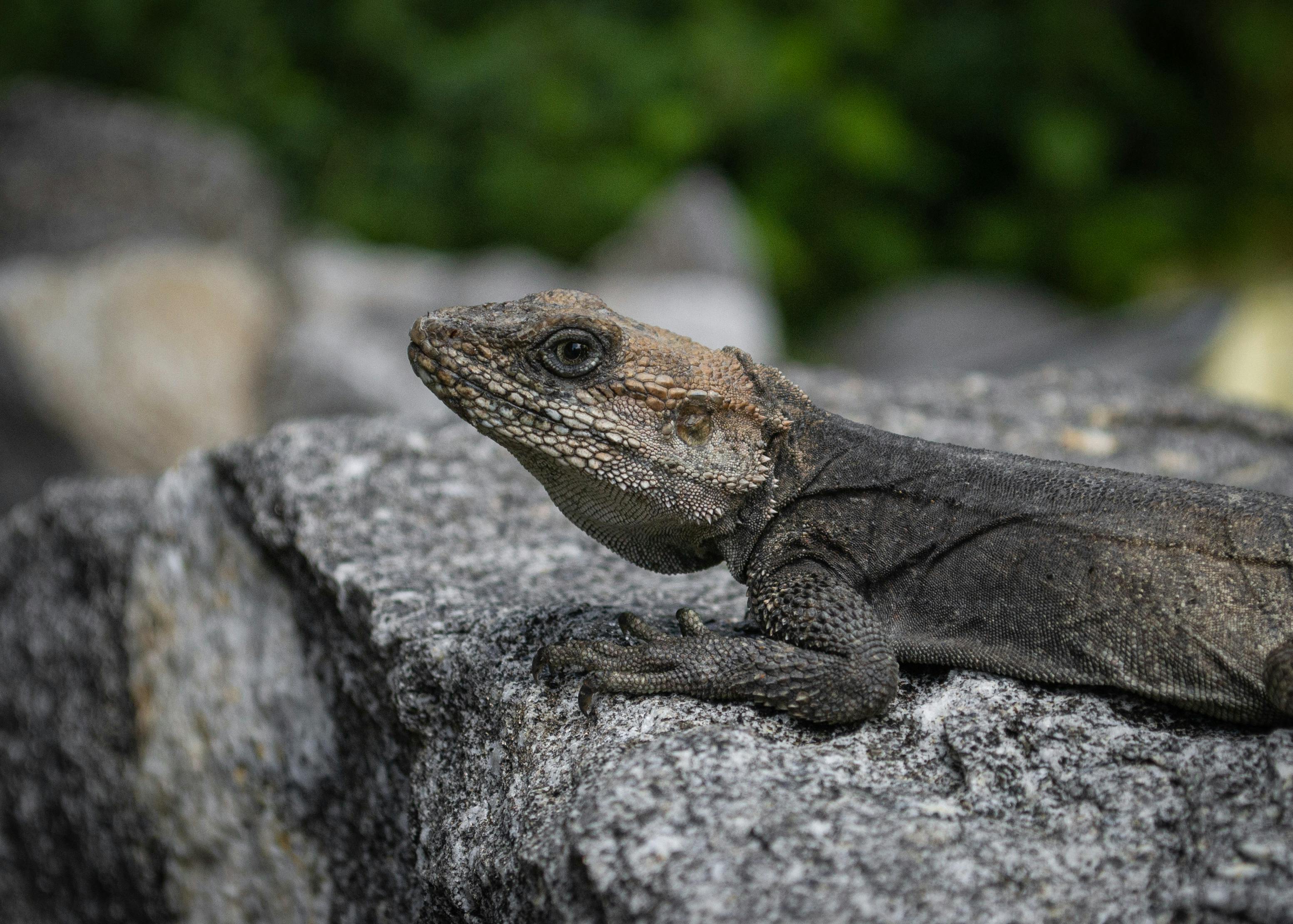 Portrait of a Lizard Lying on a Rock · Free Stock Photo