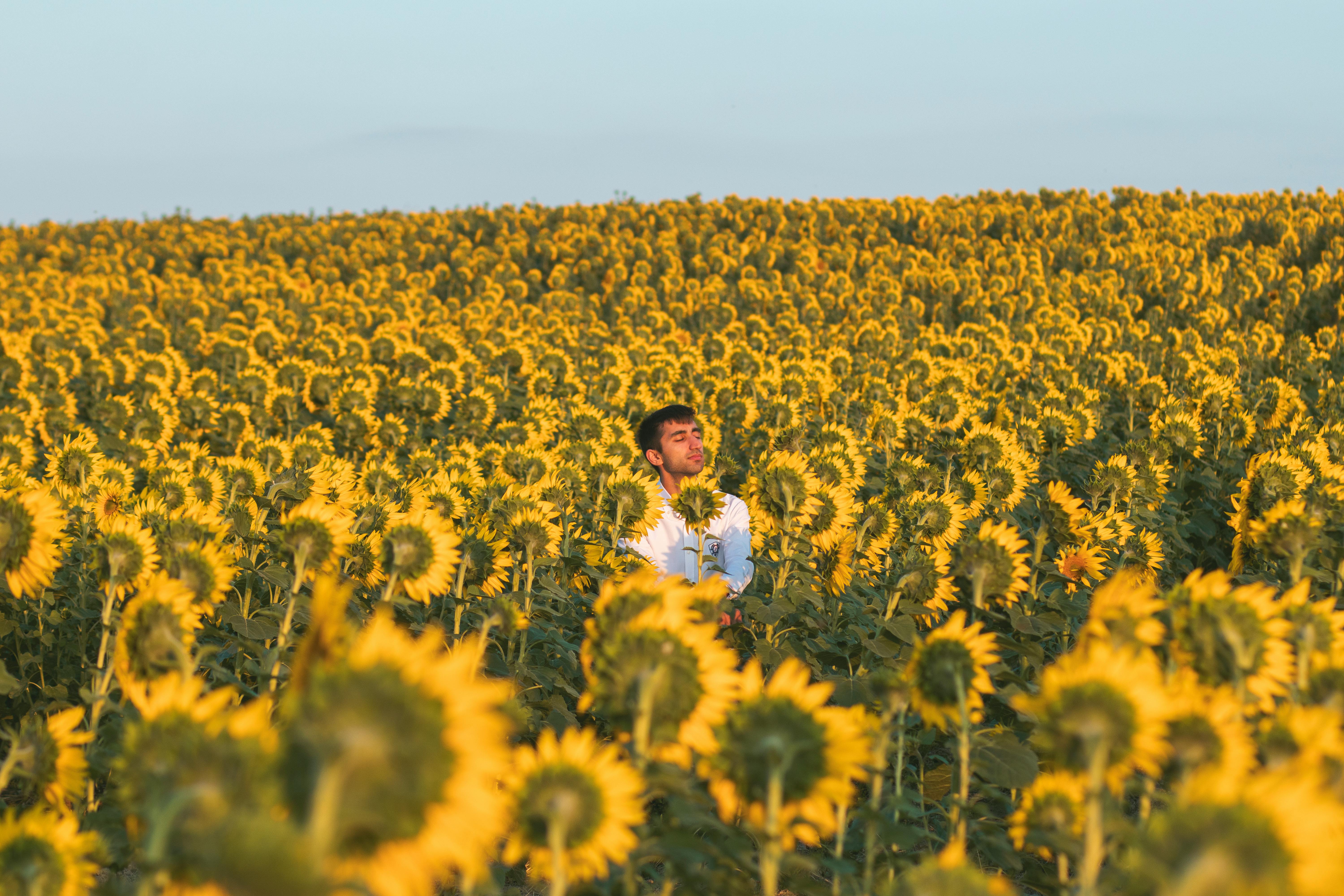 Man Sitting on Field with Sunflowers · Free Stock Photo