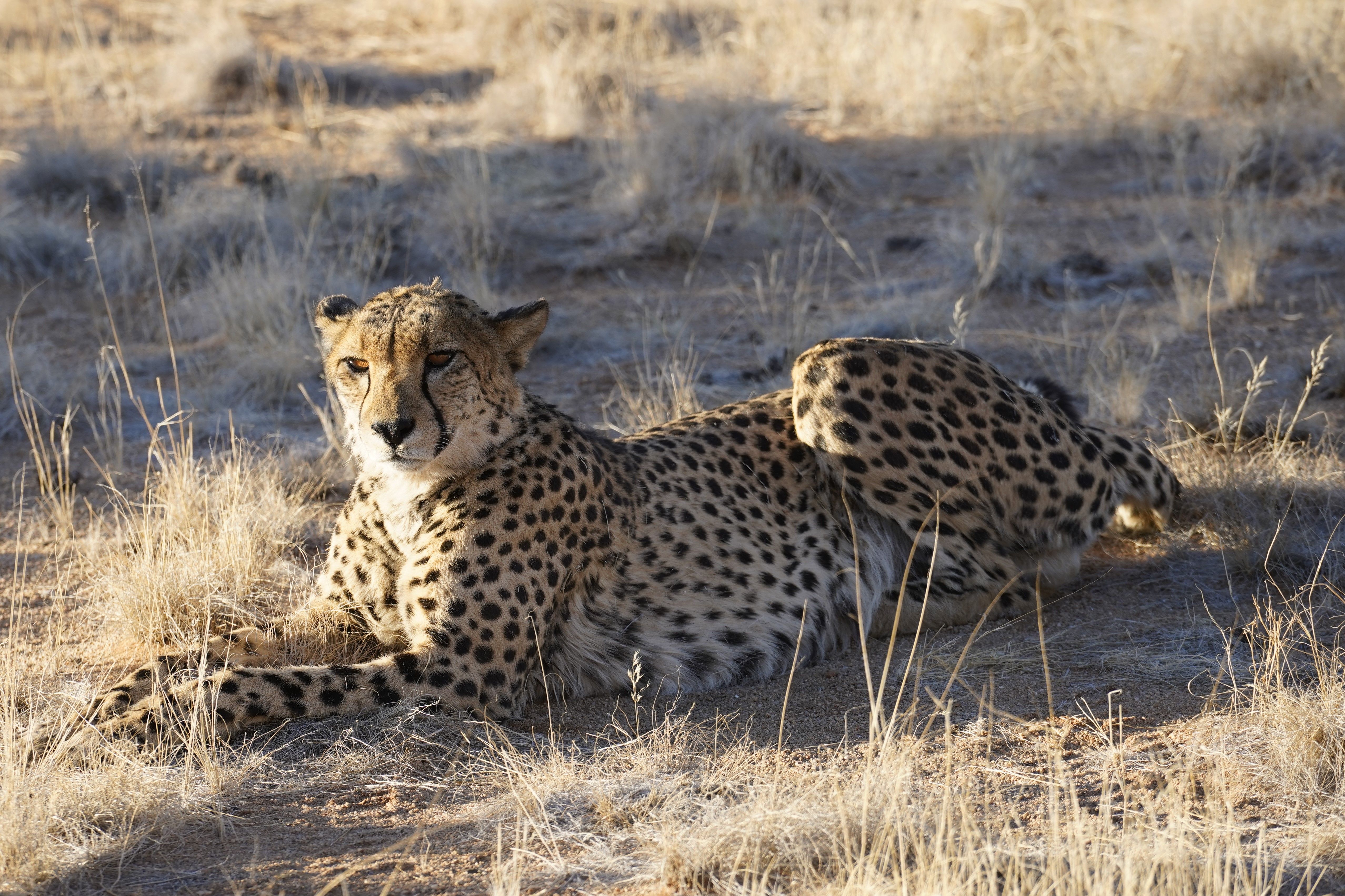Iranian Cheetah Wallpaper