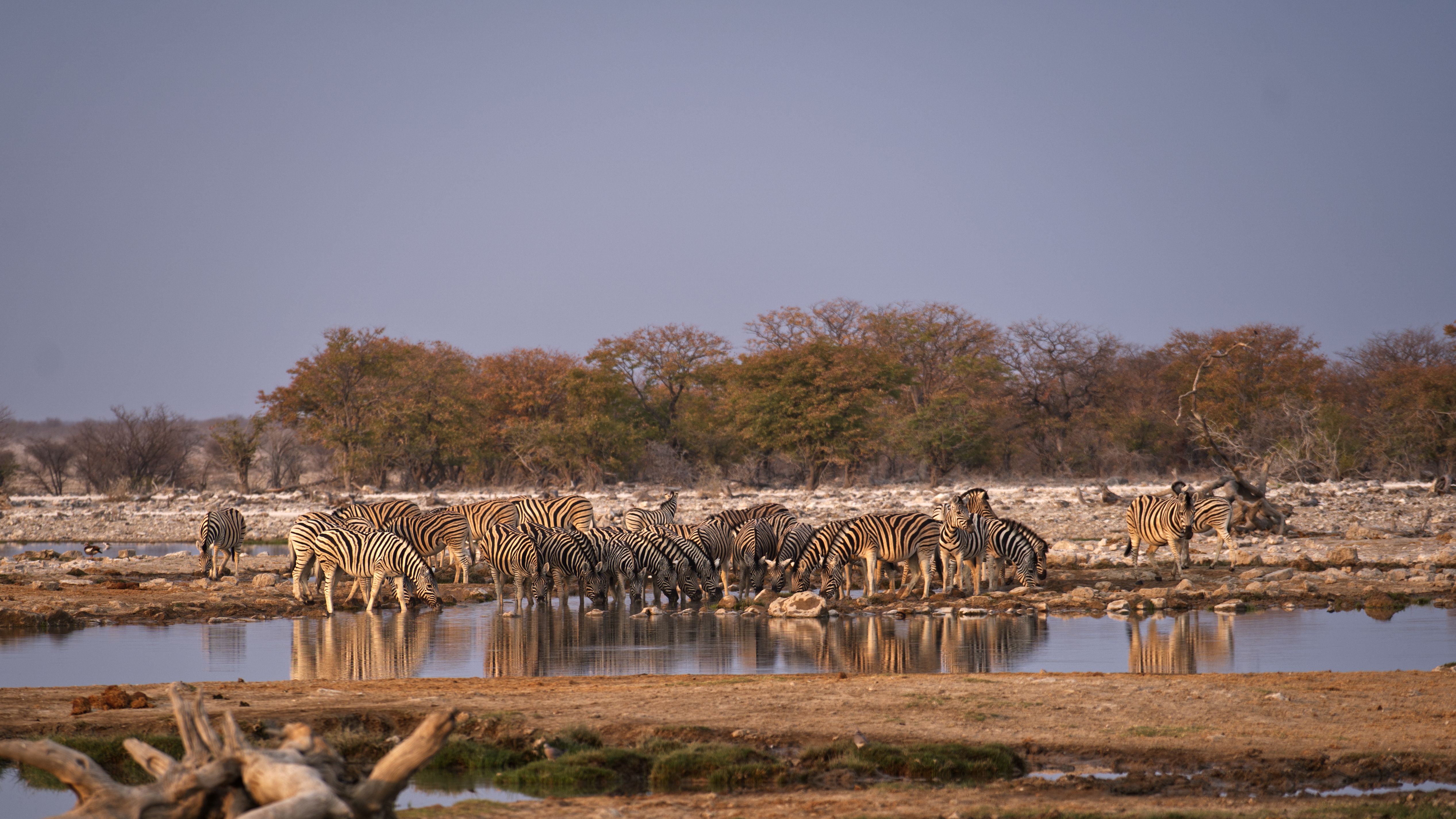 Free African Savannah Photos, Download The BEST Free Free African ...