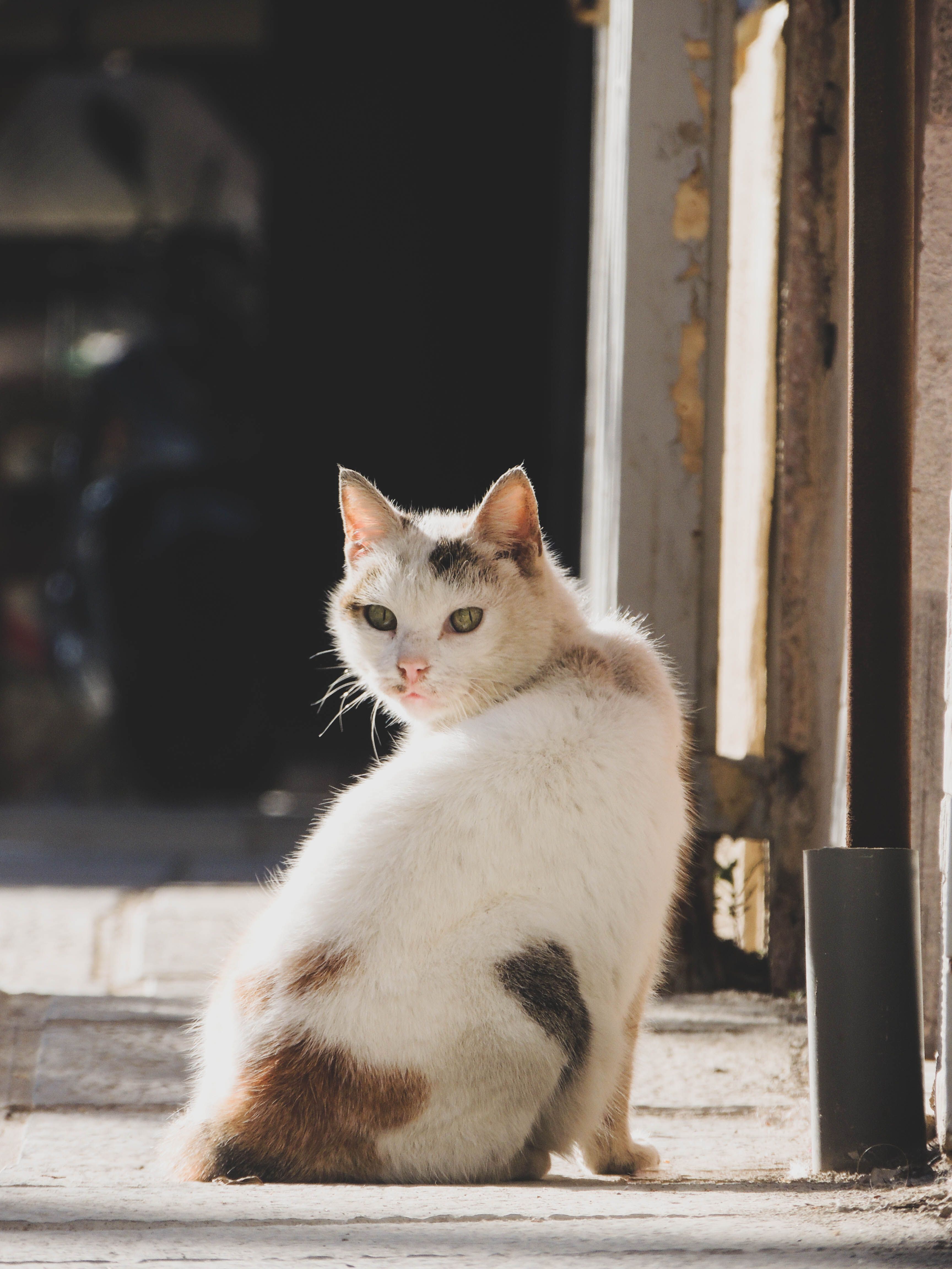 Stray Cat Photos, Download The BEST Free Stray Cat Stock Photos & HD Images