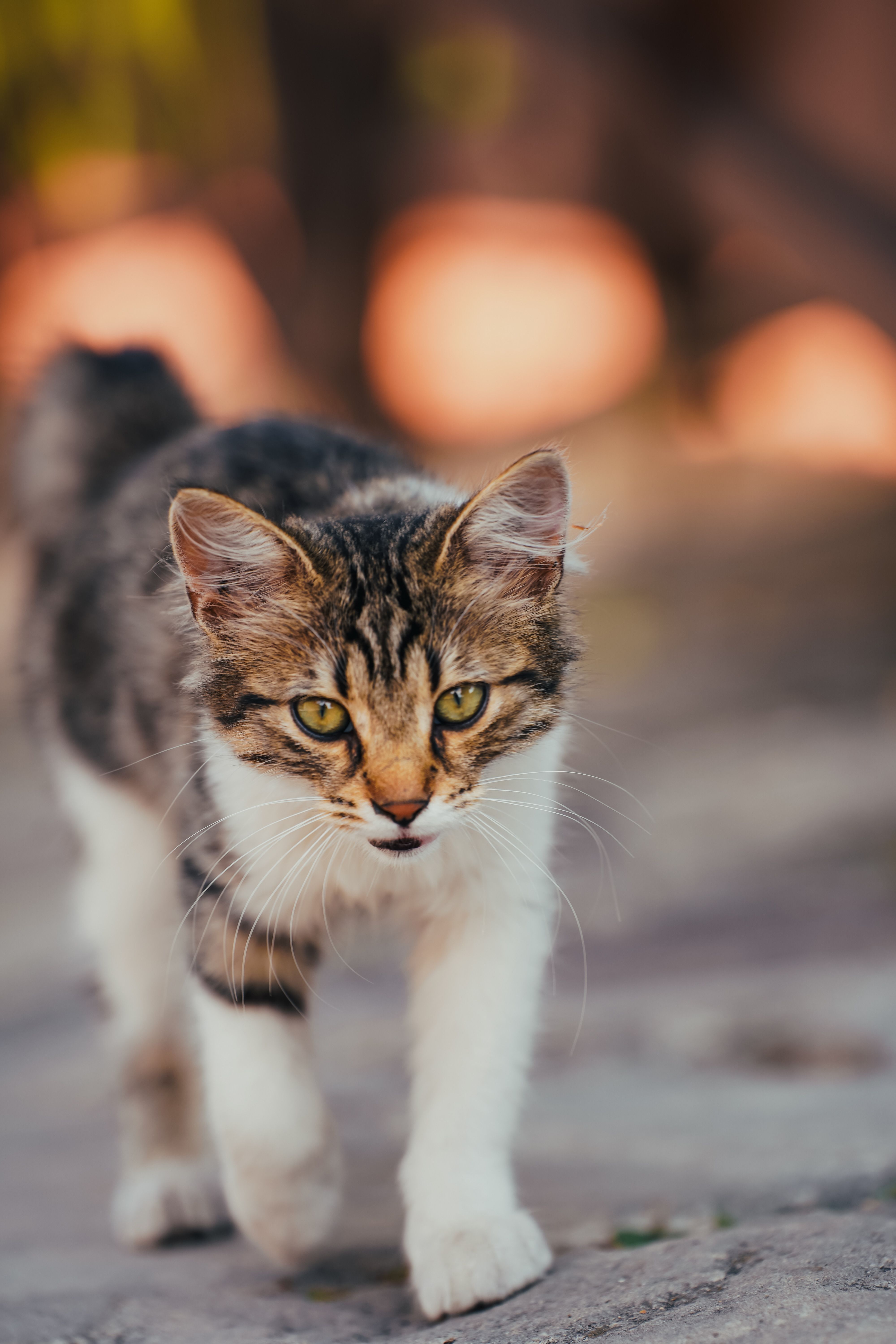 Foto de stock gratuita sobre bigotes, caminando, fotografía de animales ...