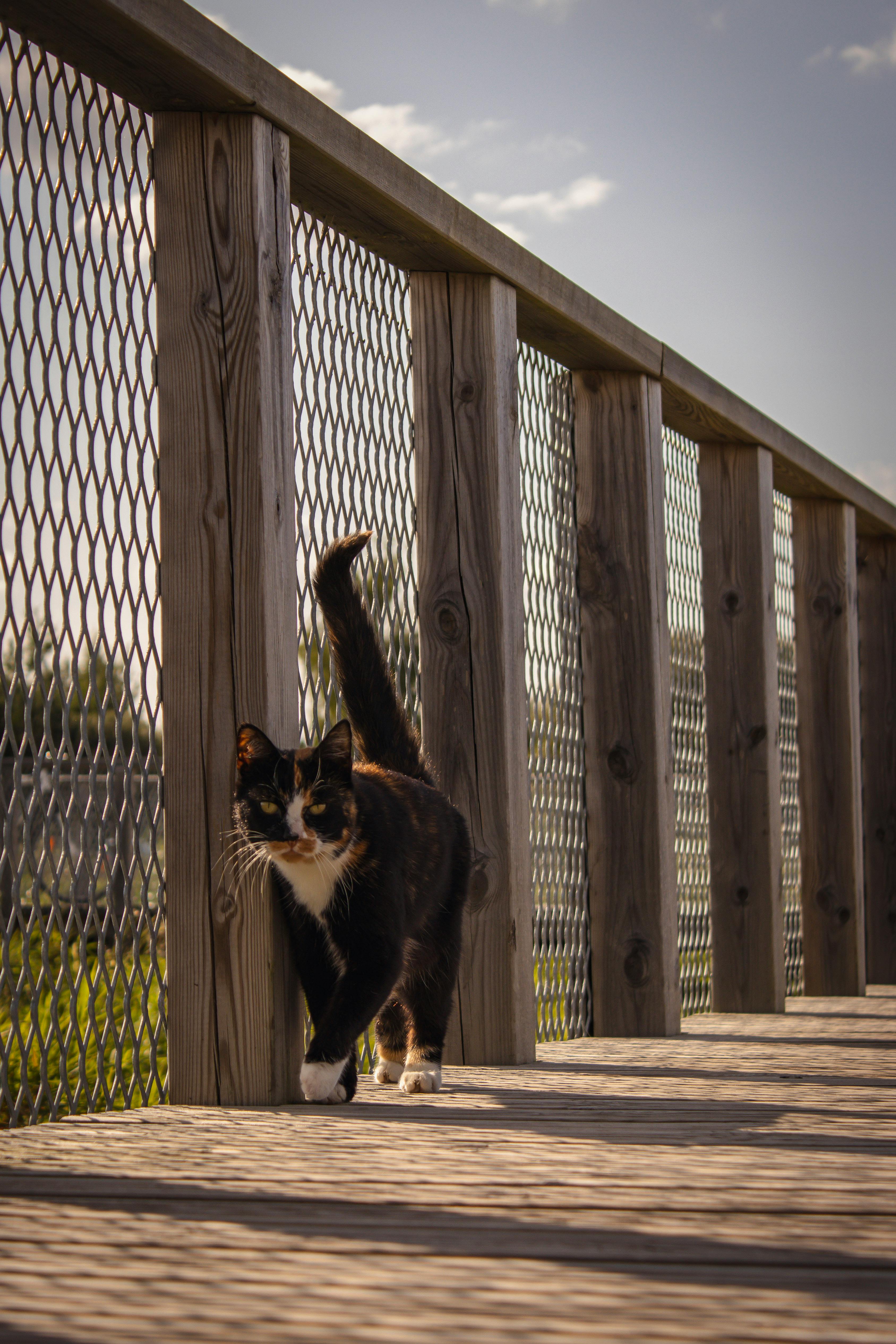 Foto Drop Cat Photos, Download The BEST Free Foto Drop Cat Stock Photos ...