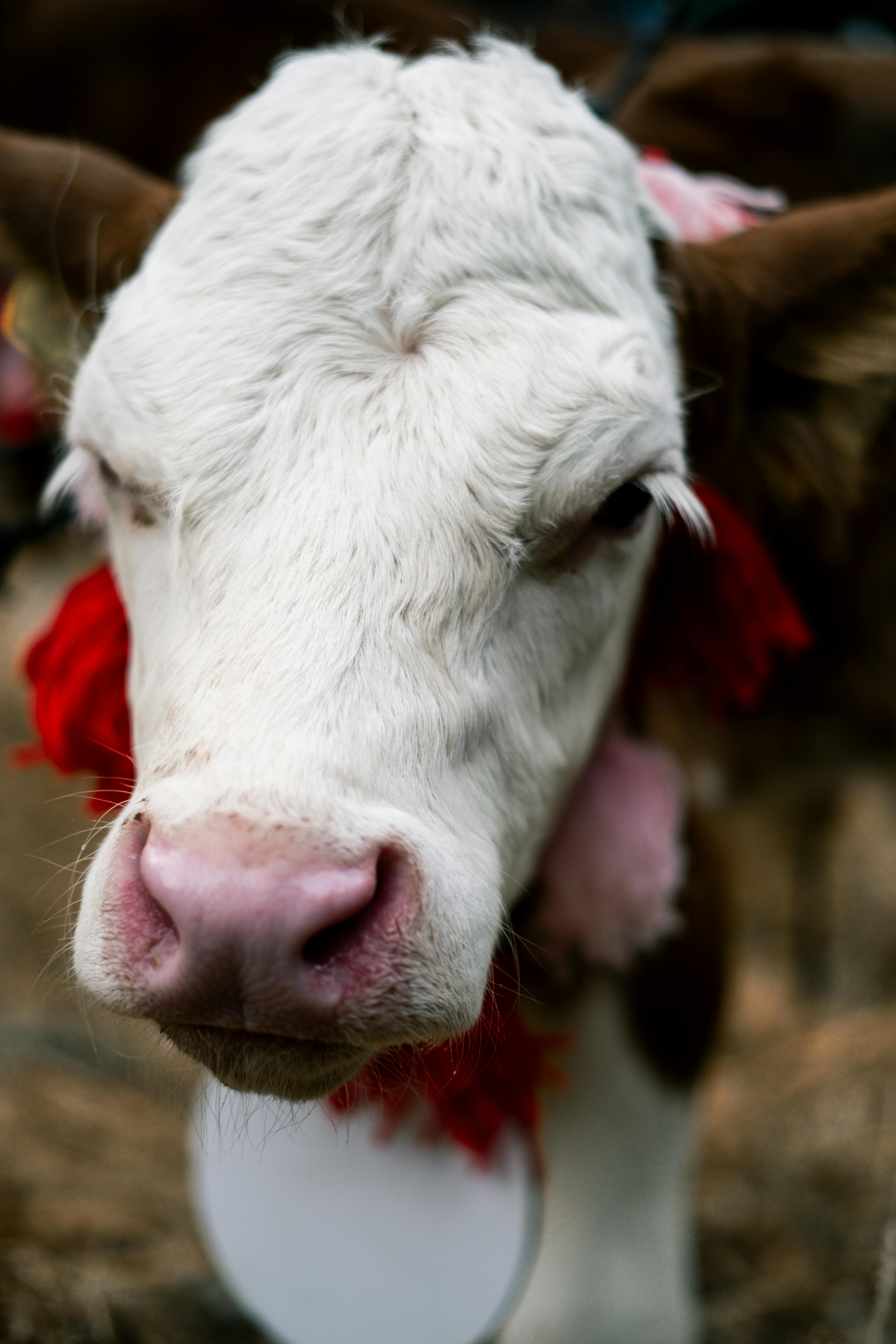 Close up of Cow · Free Stock Photo