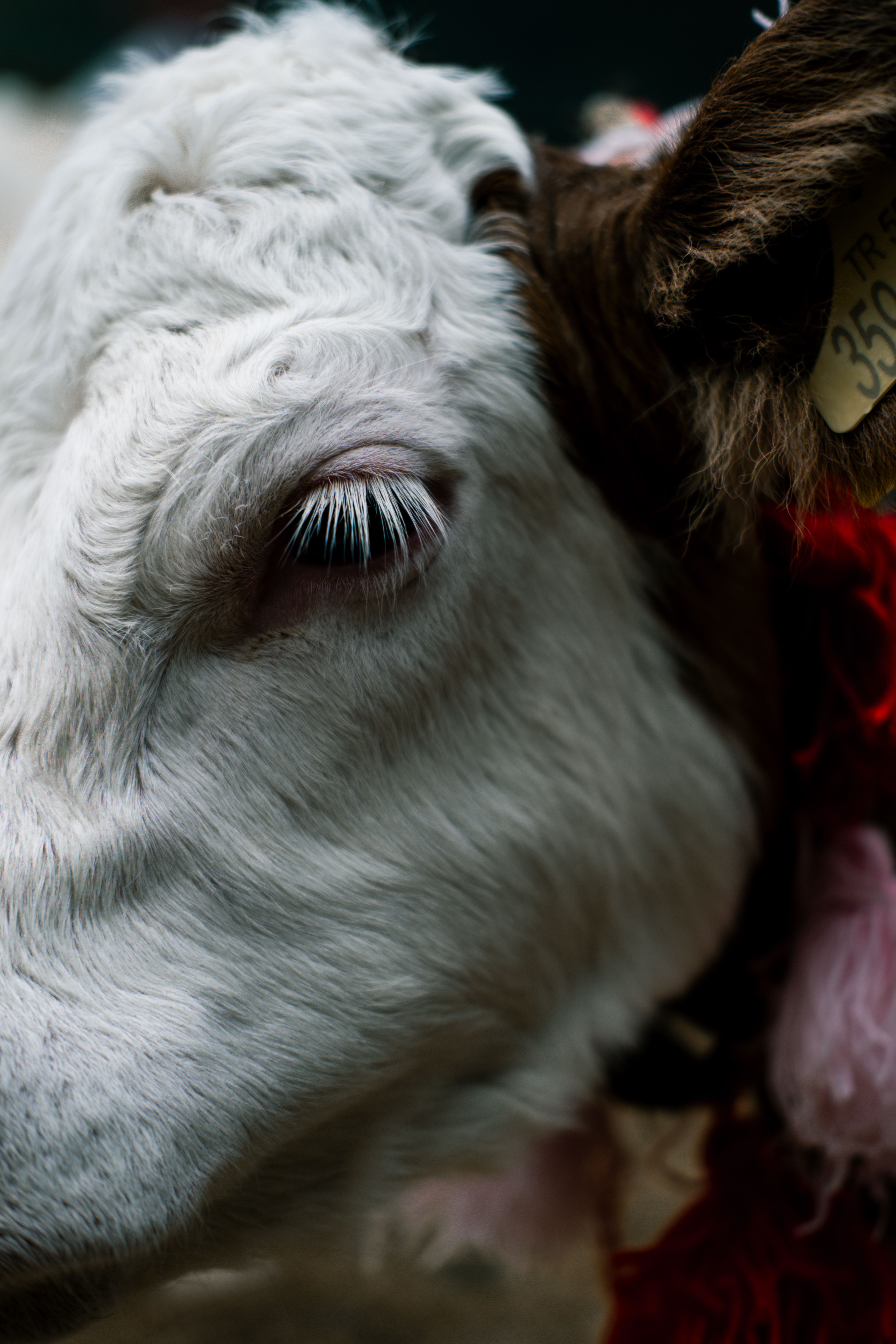 Close up of White Cow Head and Eye · Free Stock Photo