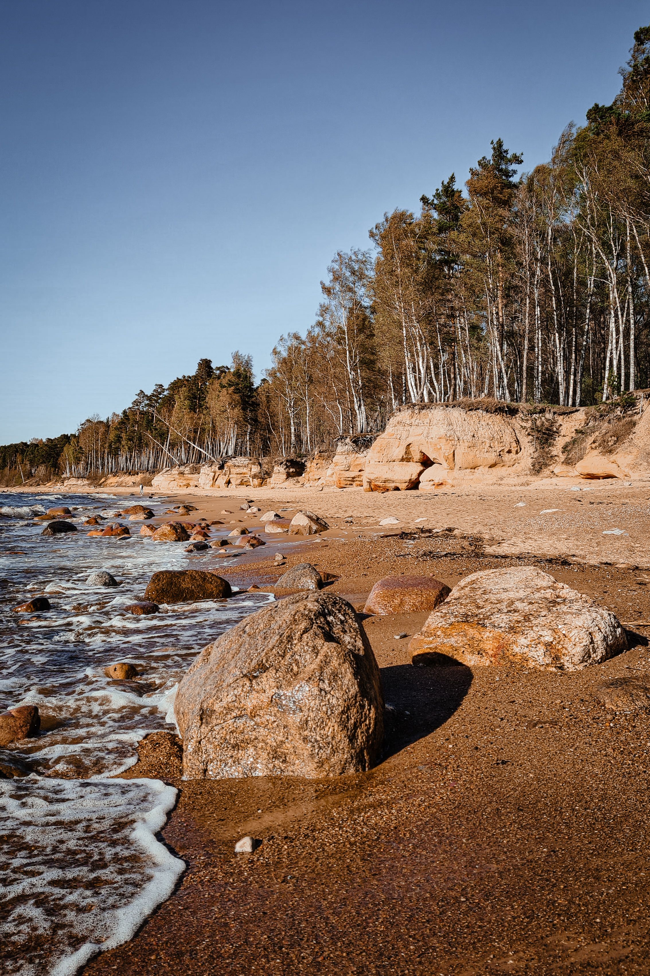 Beach and Forest on Sea Shore · Free Stock Photo
