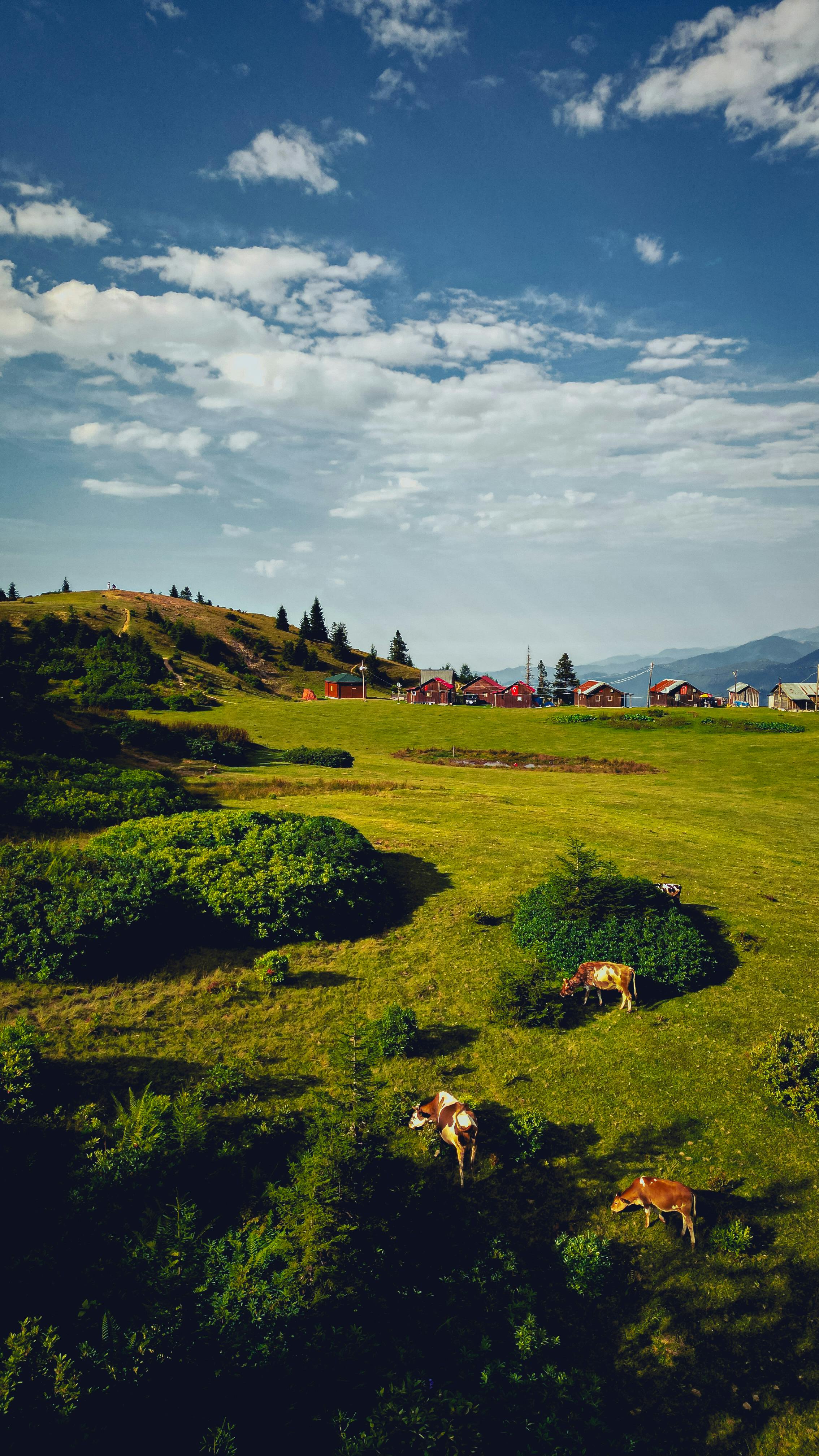 Cows Mowing Photos, Download The BEST Free Cows Mowing Stock Photos ...