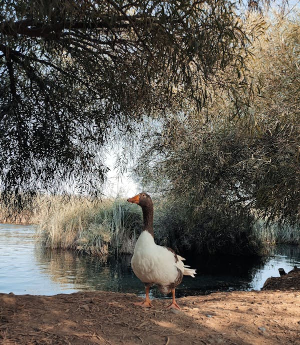 Silly Goose Wallpaper Photos, Download The BEST Free Silly Goose ...