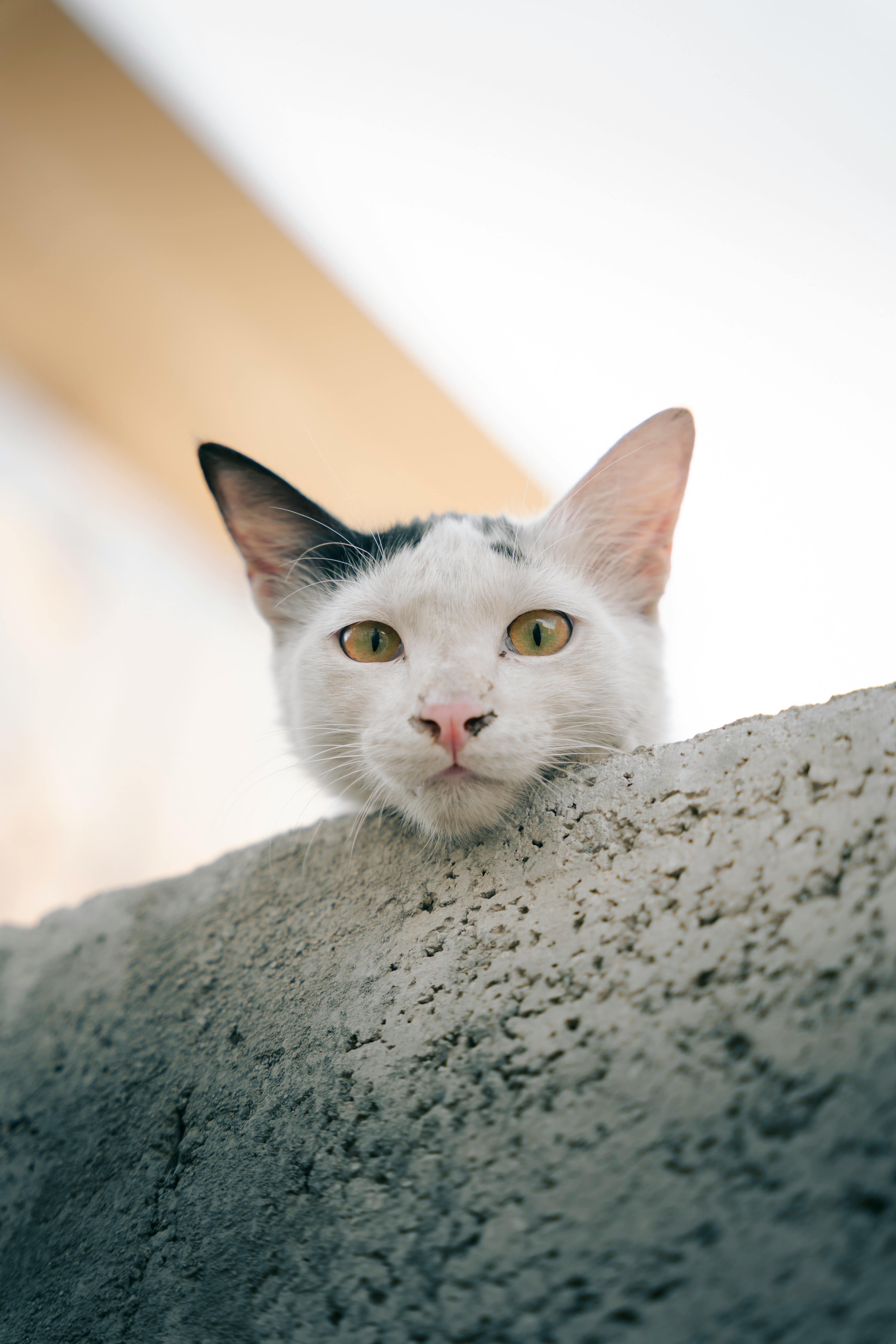 White Cat on a Wall · Free Stock Photo