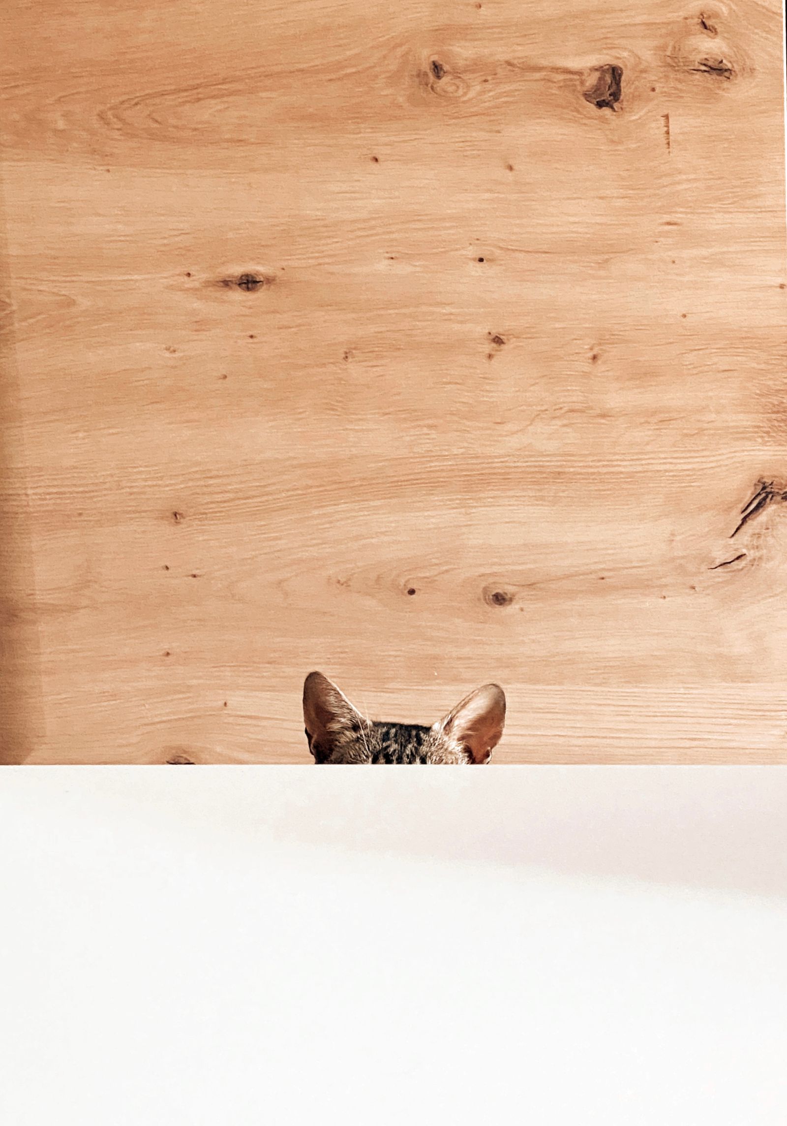 Cat No Background Photos, Download The BEST Free Cat No Background ...
