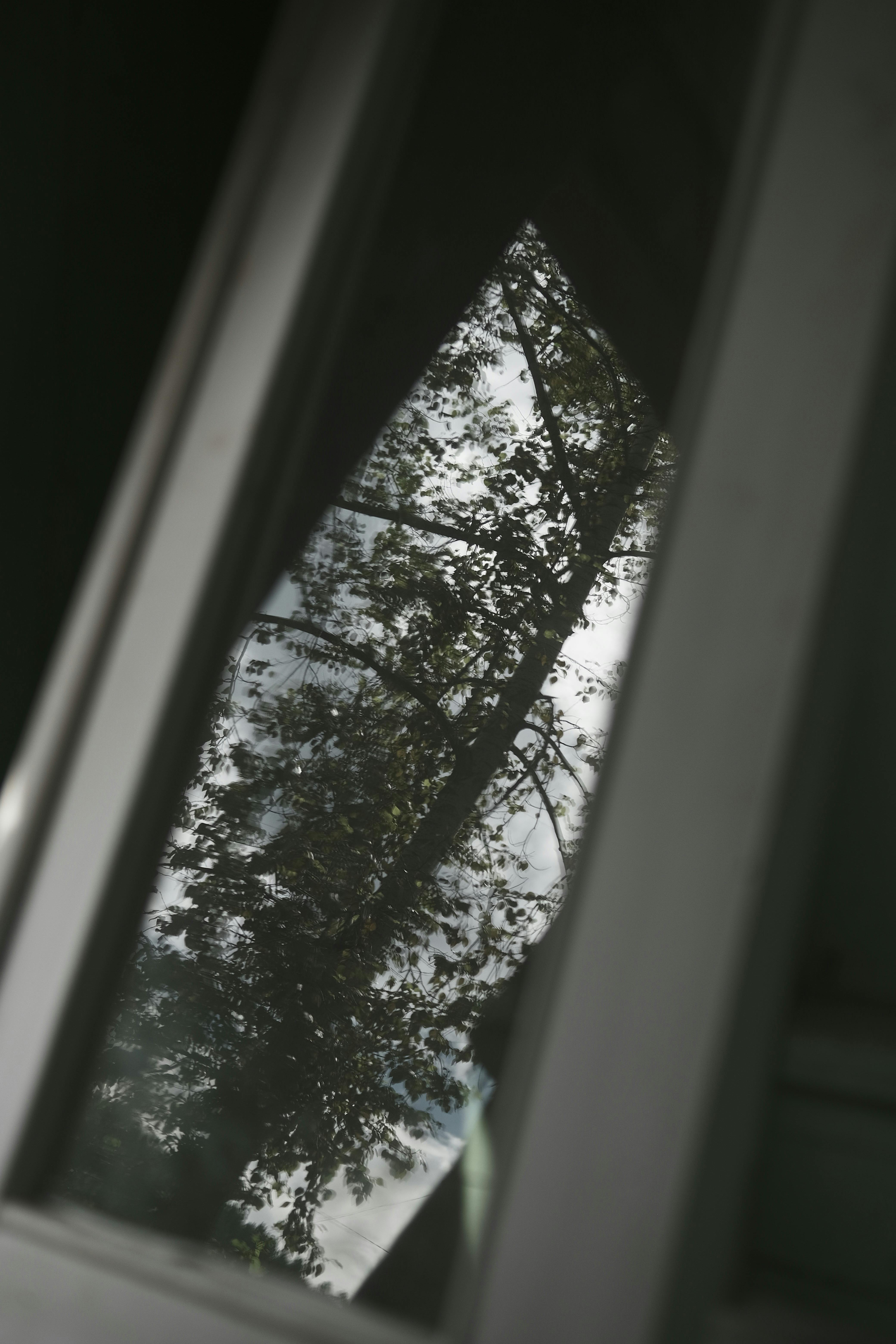 Reflection of Tree behind Window in Mirror · Free Stock Photo