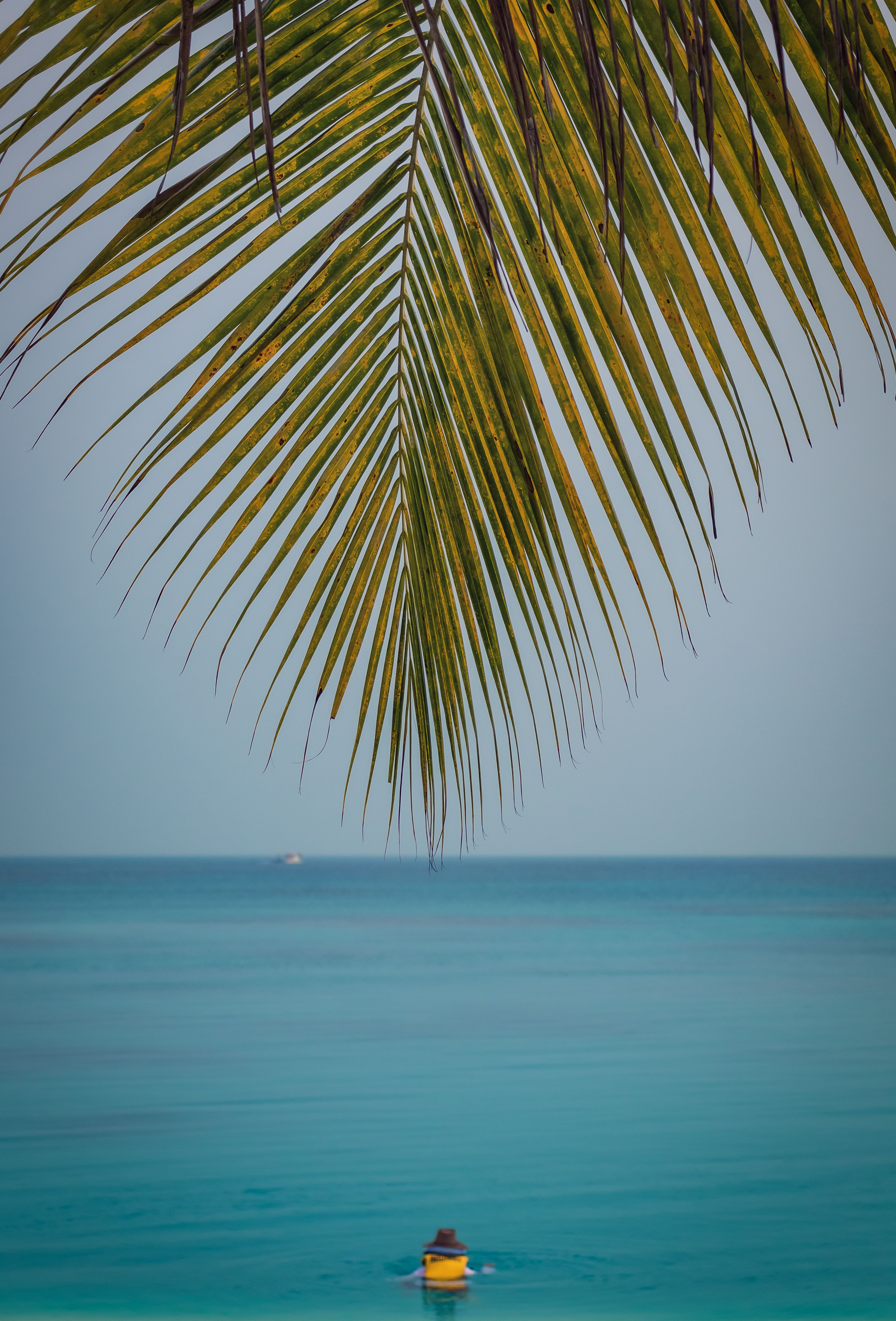 Palm Trees on Sea Shore at Sunset · Free Stock Photo