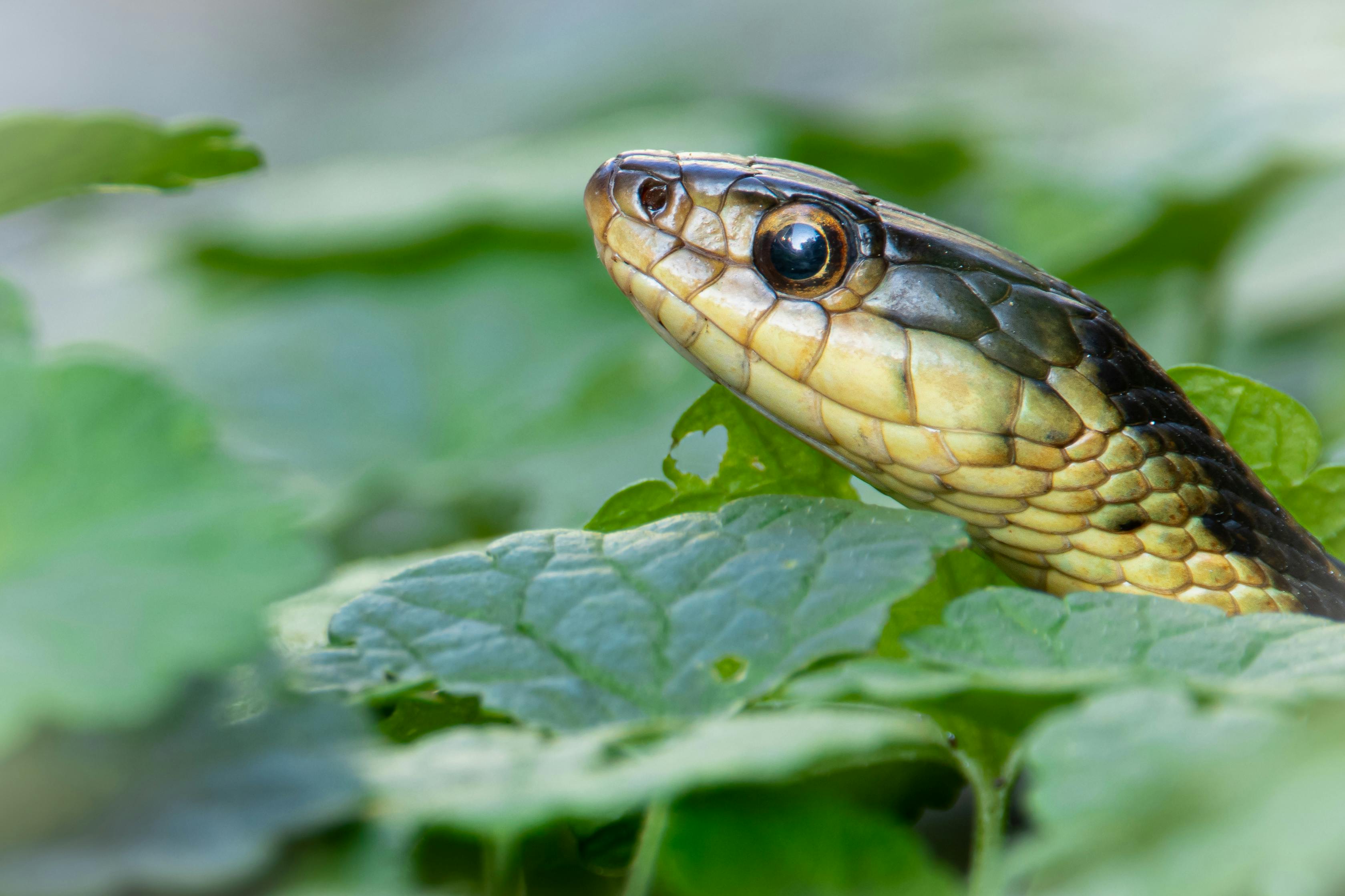 Animated Snakes Photos, Download The BEST Free Animated Snakes Stock ...