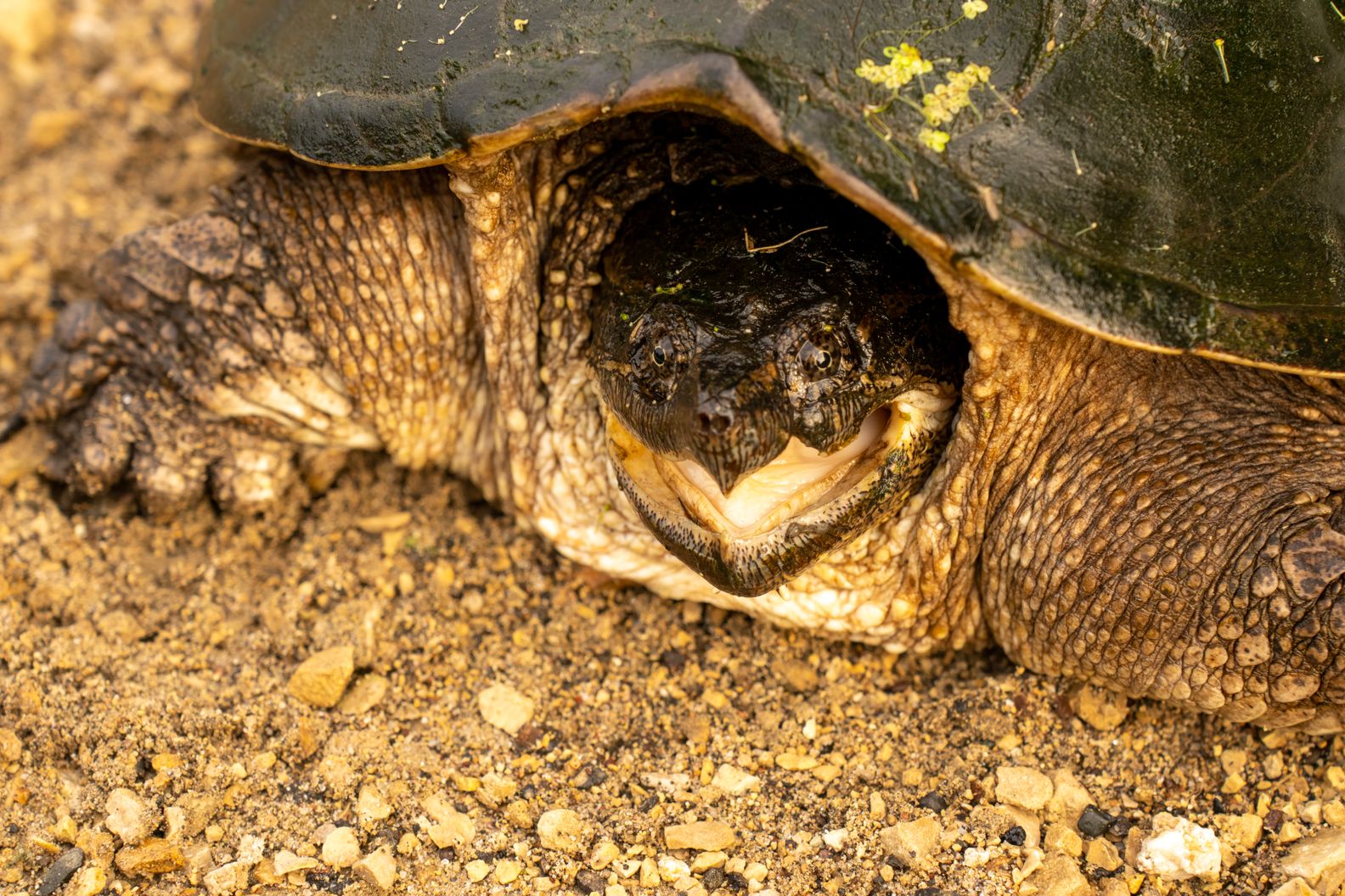 Common Snapping Turtle Predators and Their Impact Explained