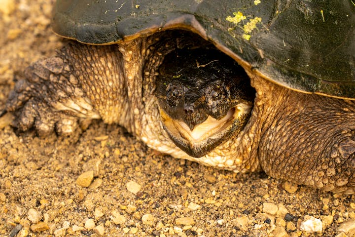 Essential Common Snapping Turtle Care and Housing Guidelines