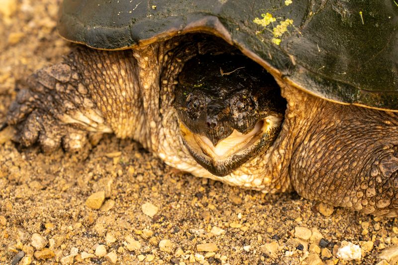 Essential Common Snapping Turtle Care And Housing Guidelines