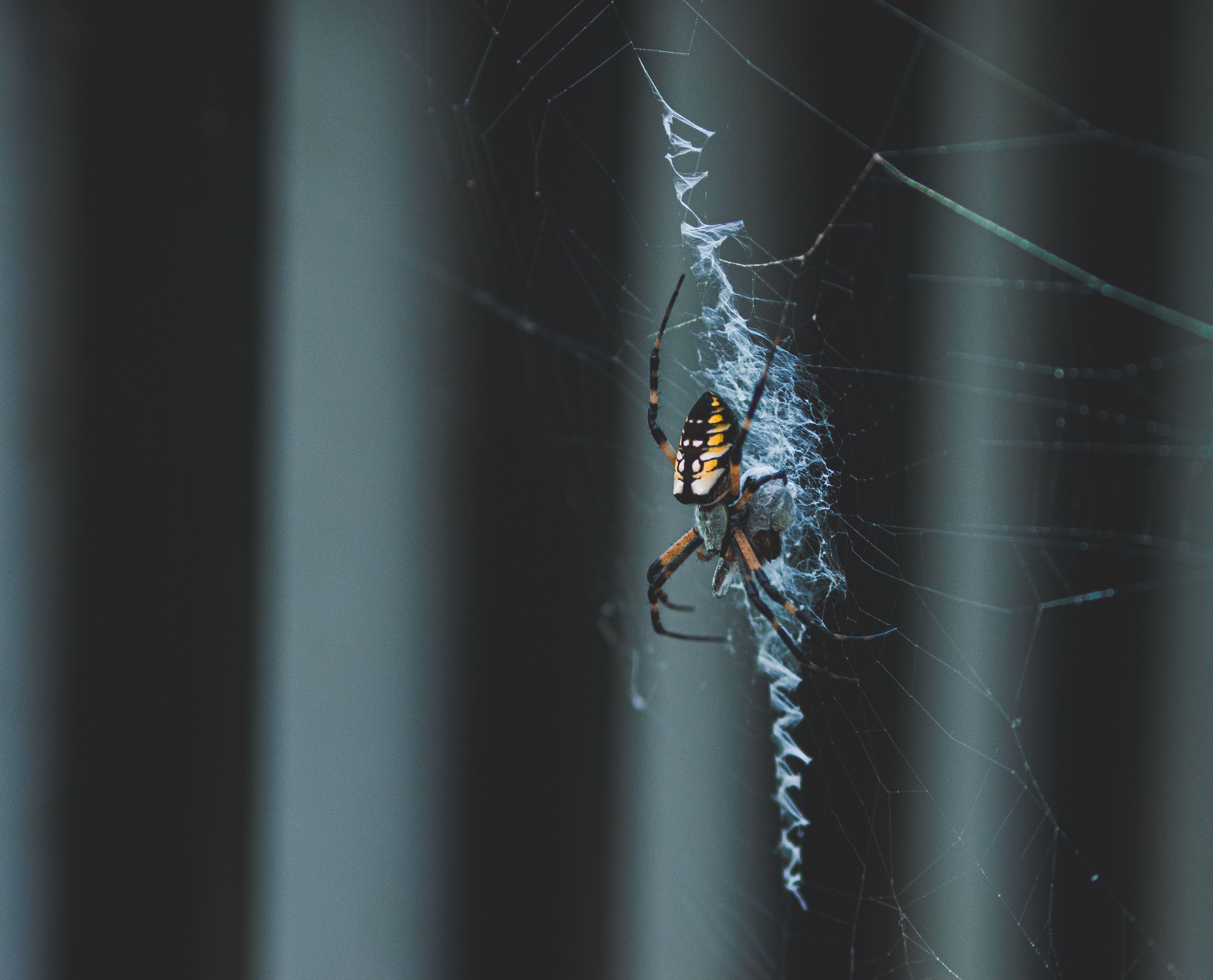Yellow Garden Spider Wrapping its Prey in a Web · Free Stock Photo