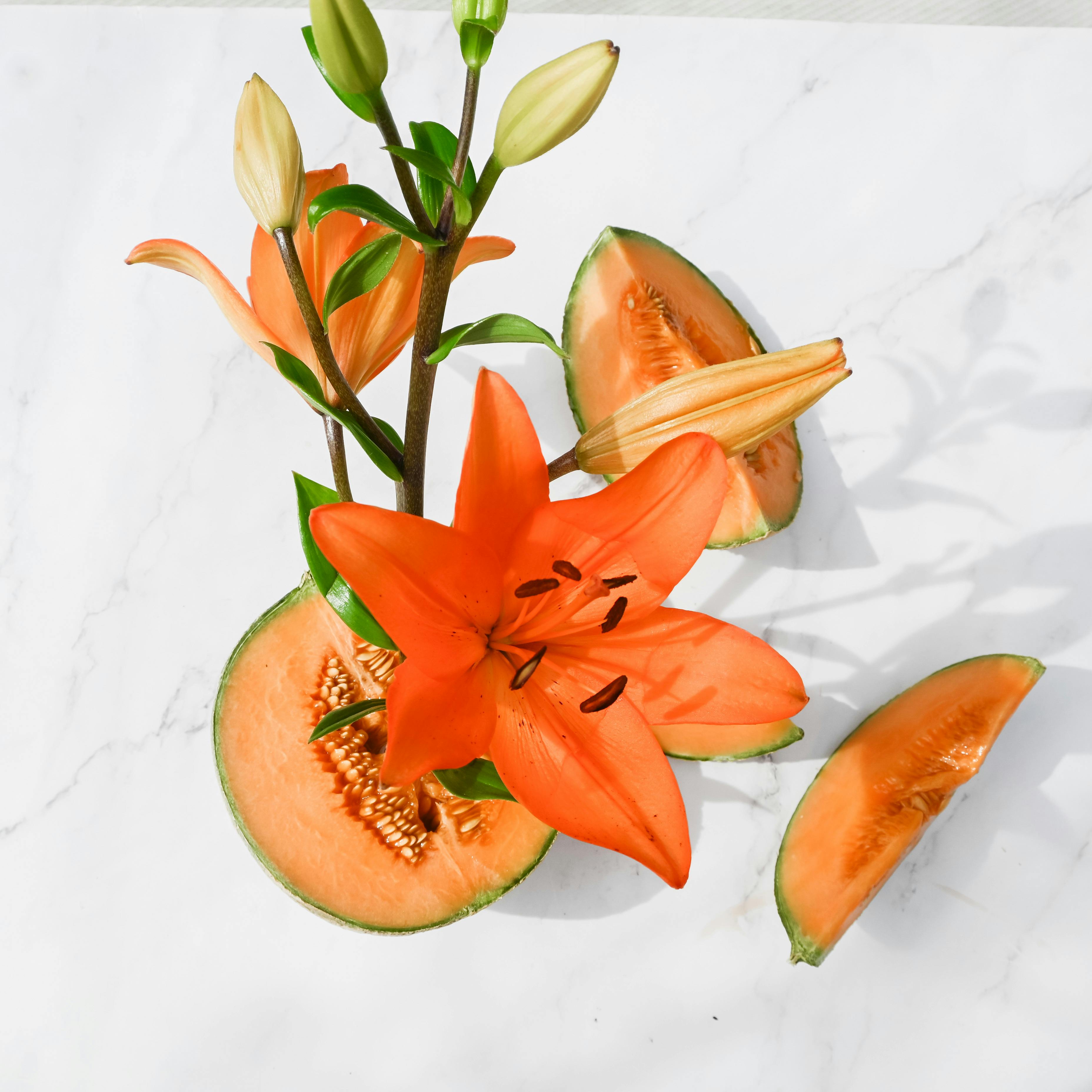 Plant Corpus Photos, Download The BEST Free Plant Corpus Stock Photos ...