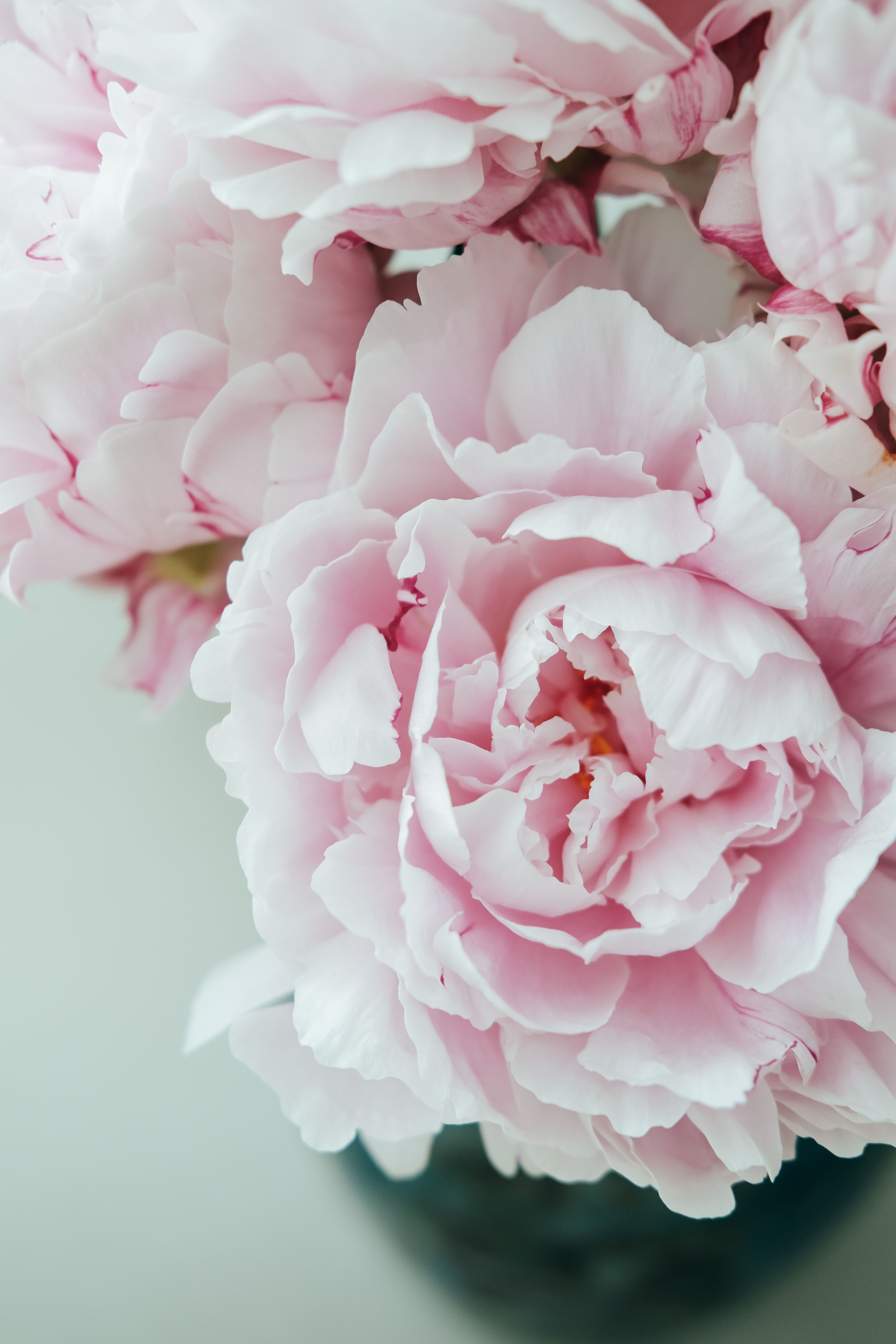 Closeup of Pastel Pink Peonies · Free Stock Photo