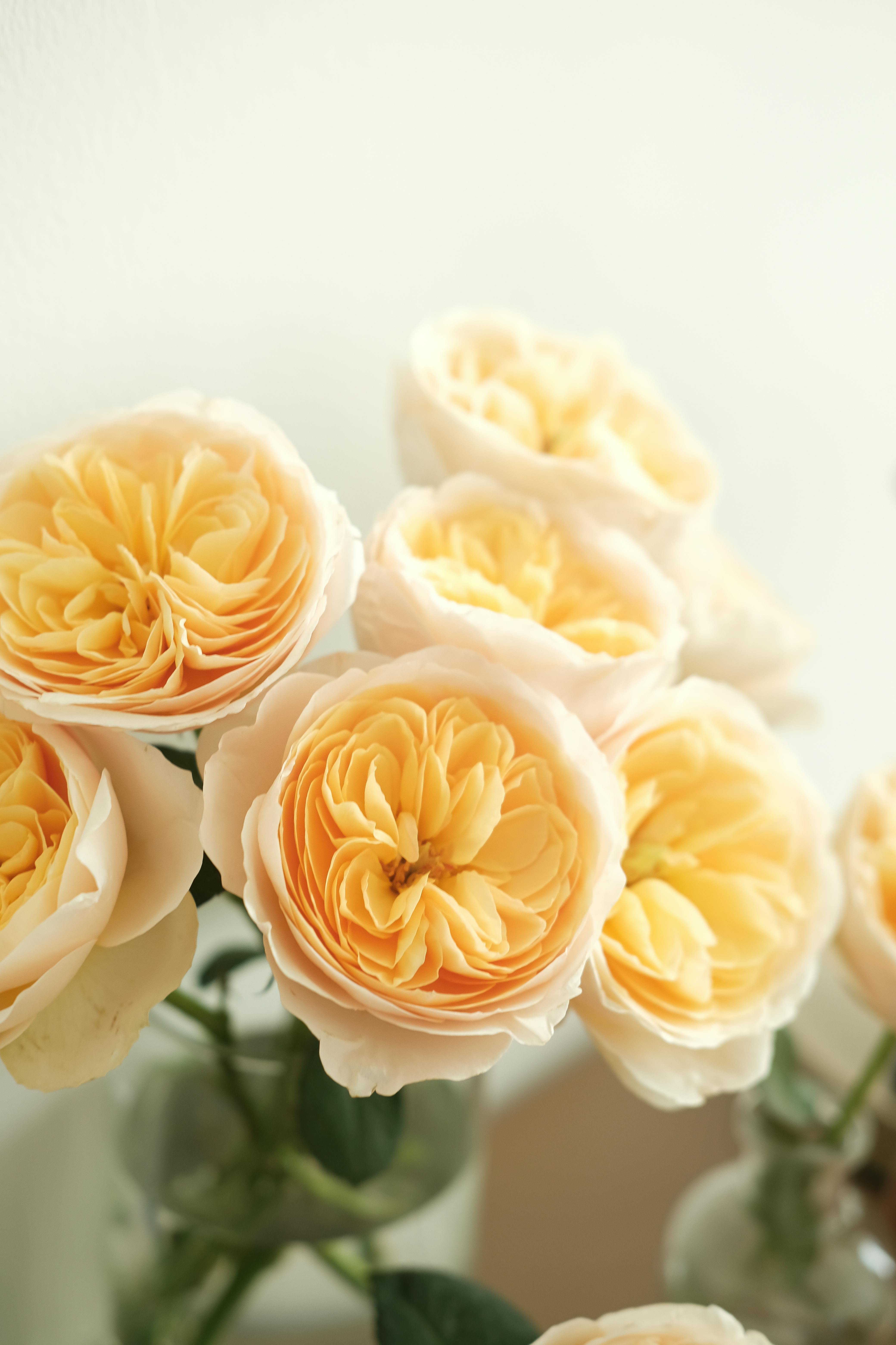 Yellow Roses Photos, Download The BEST Free Yellow Roses Stock Photos ...